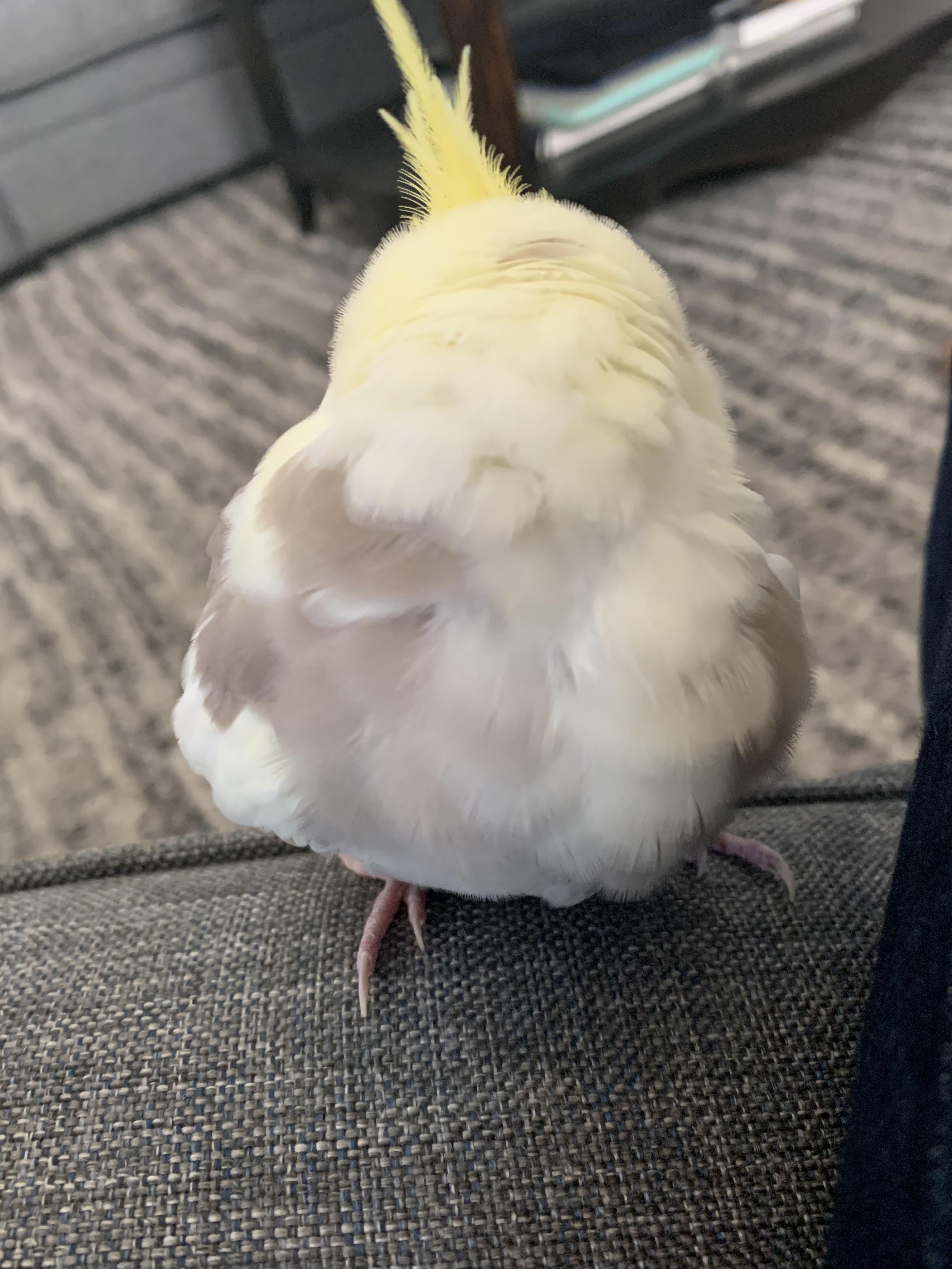 orb with spiky hair | Scrolller