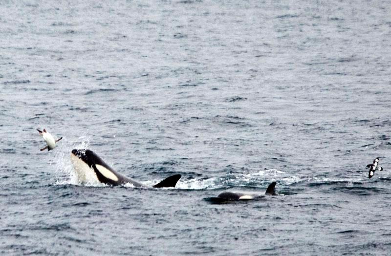 Orcas toying with their prey - a penguin. | Scrolller