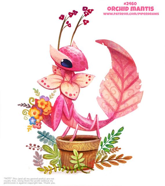 Orchid Mantis by Piper Thibodeau | Scrolller