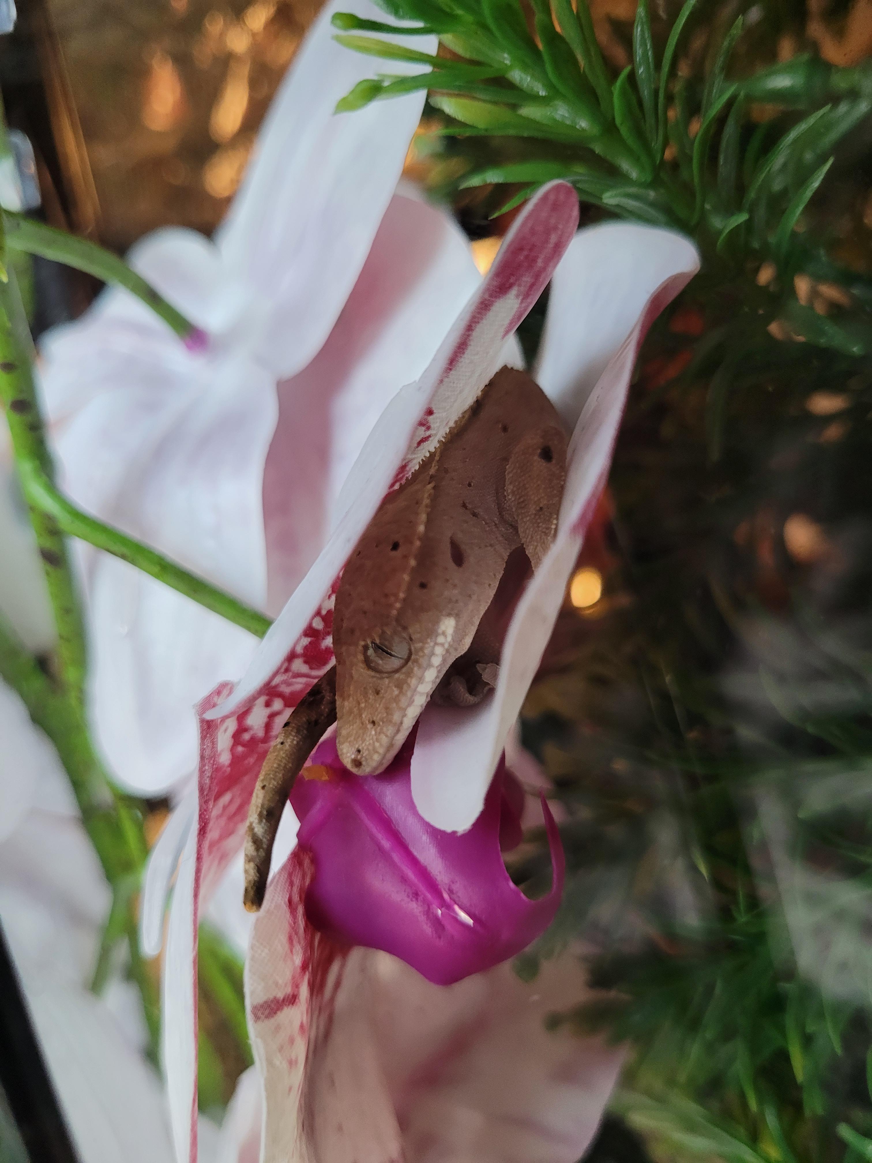 Orchid outlook | Scrolller