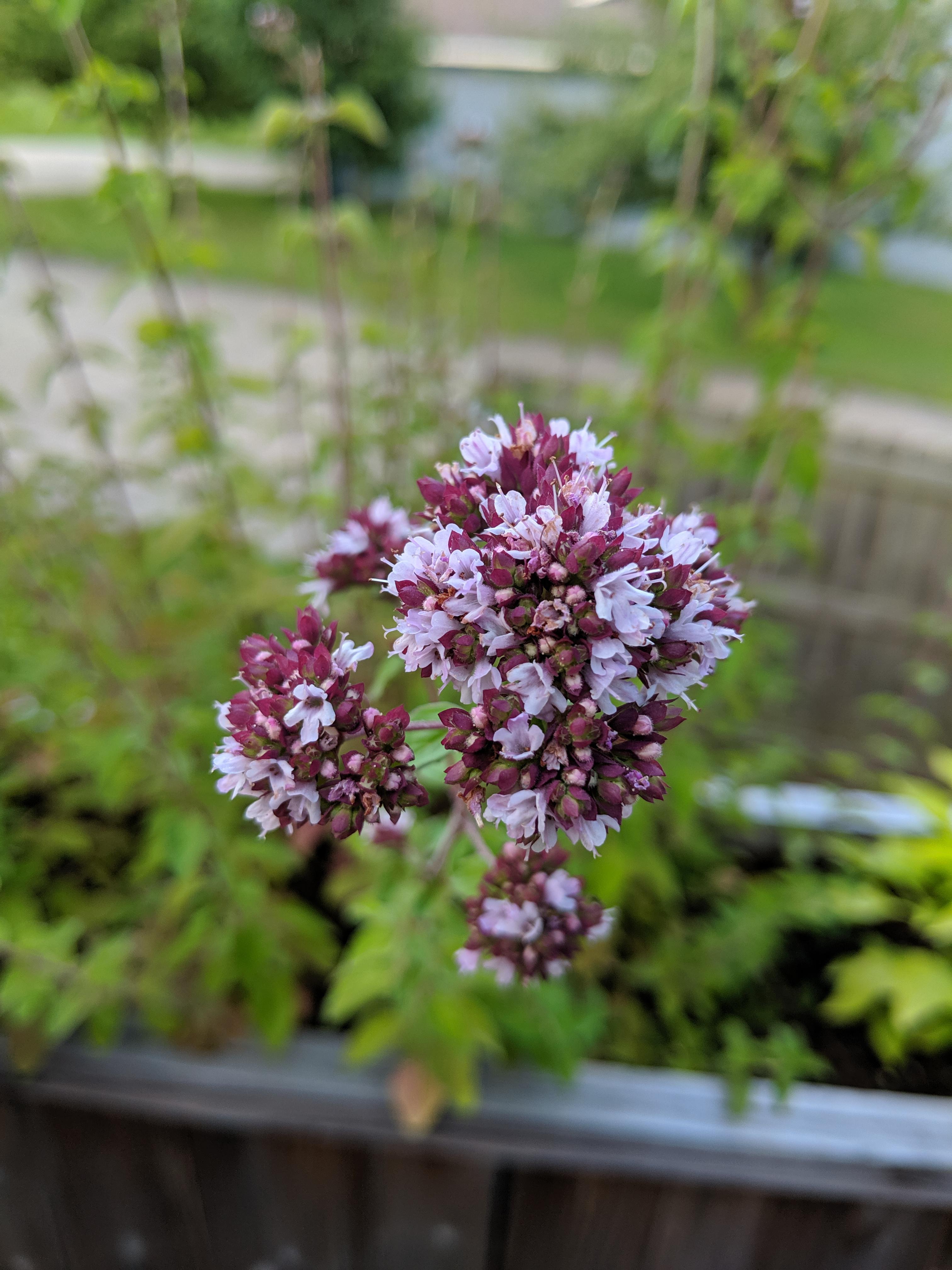 Oregano Flowers [OC] | Scrolller