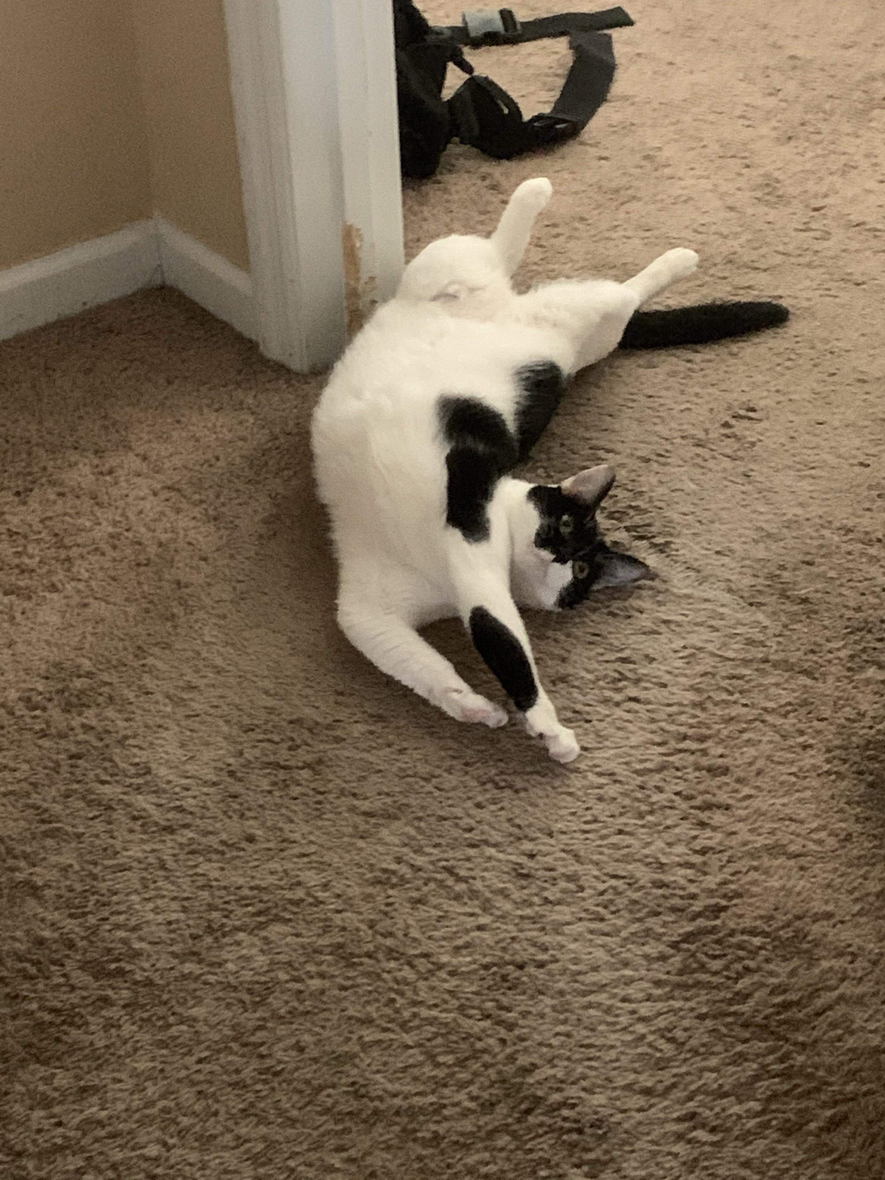 Oreo decided to stretch as I was taking a picture. A success for me! 😂 ...