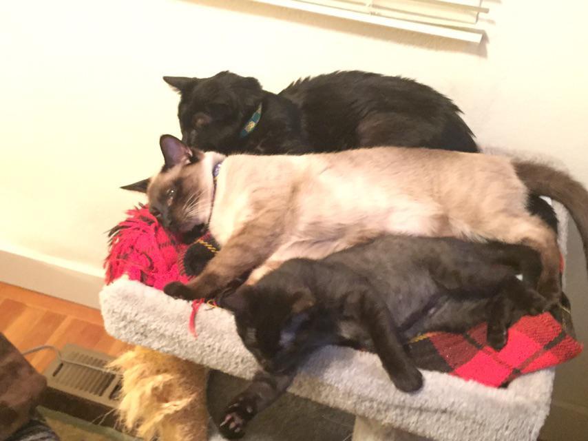 Oreo Kitty Cuddle | Scrolller