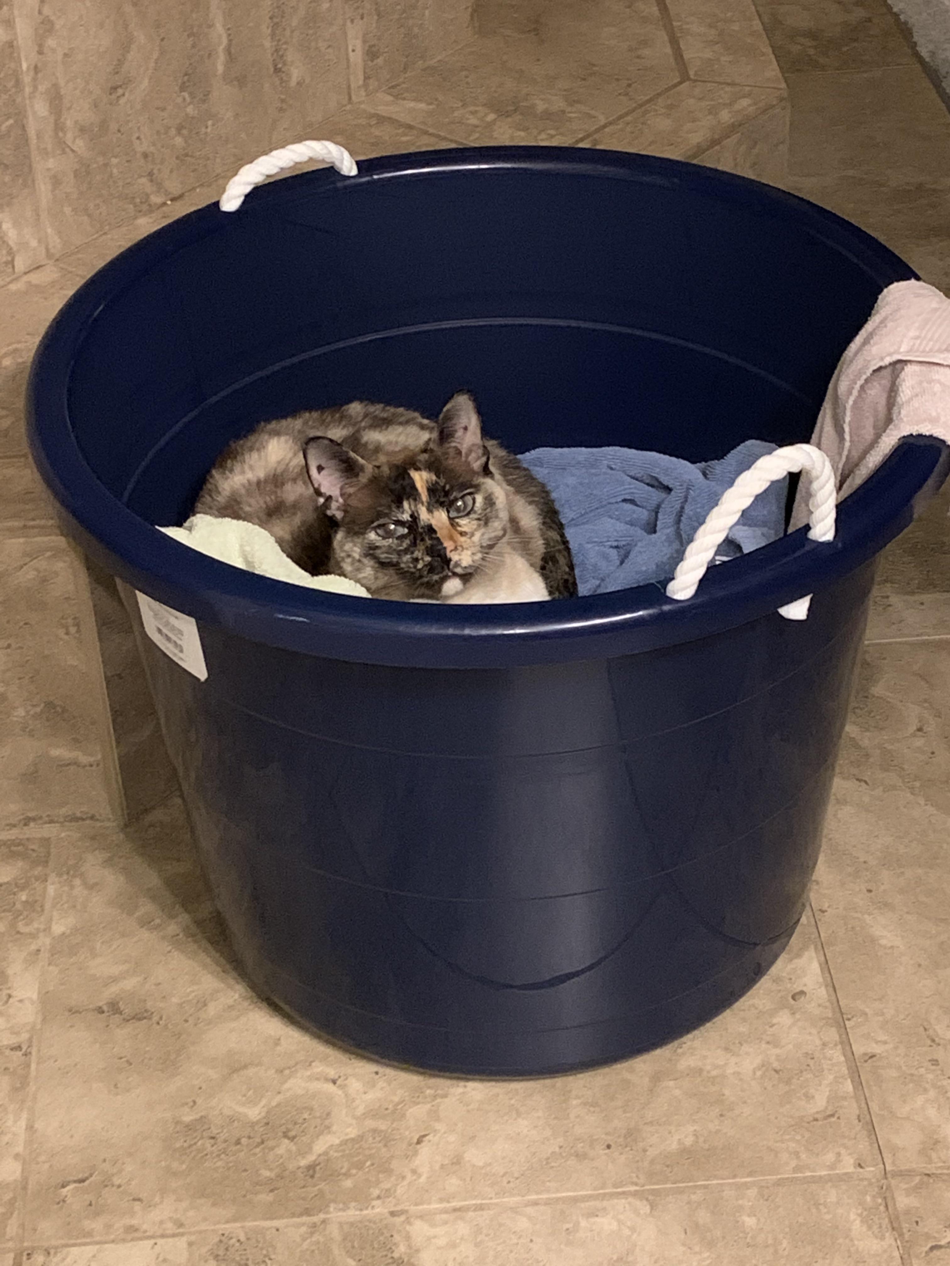 Oreo loves her bucket pot! | Scrolller