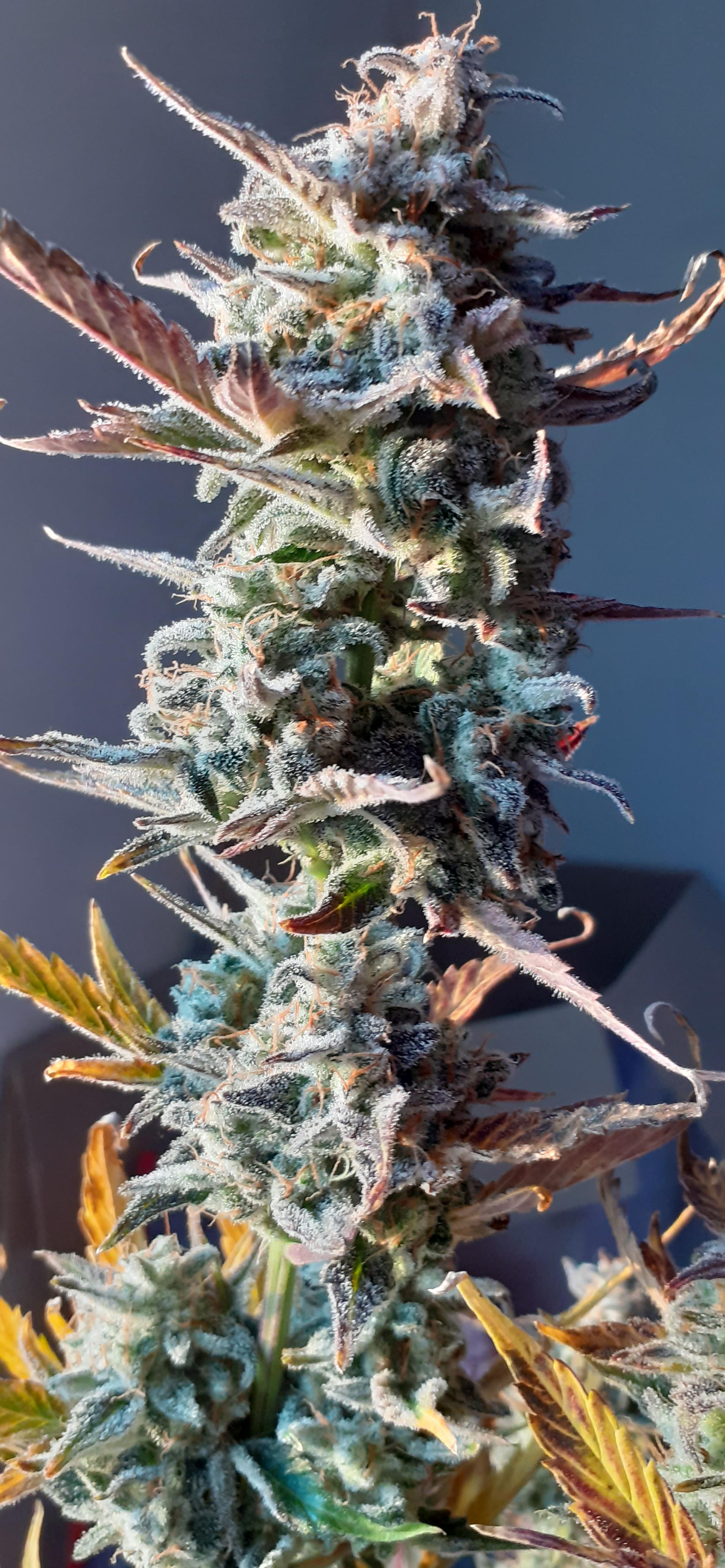 Organic Mephisto Sweet 'n Sour, so beautiful. | Scrolller