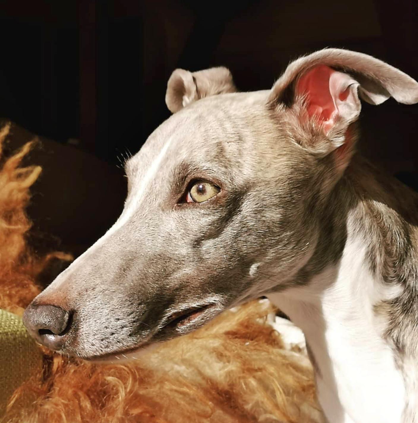 Oscar, our 6-y.o. whippet. | Scrolller