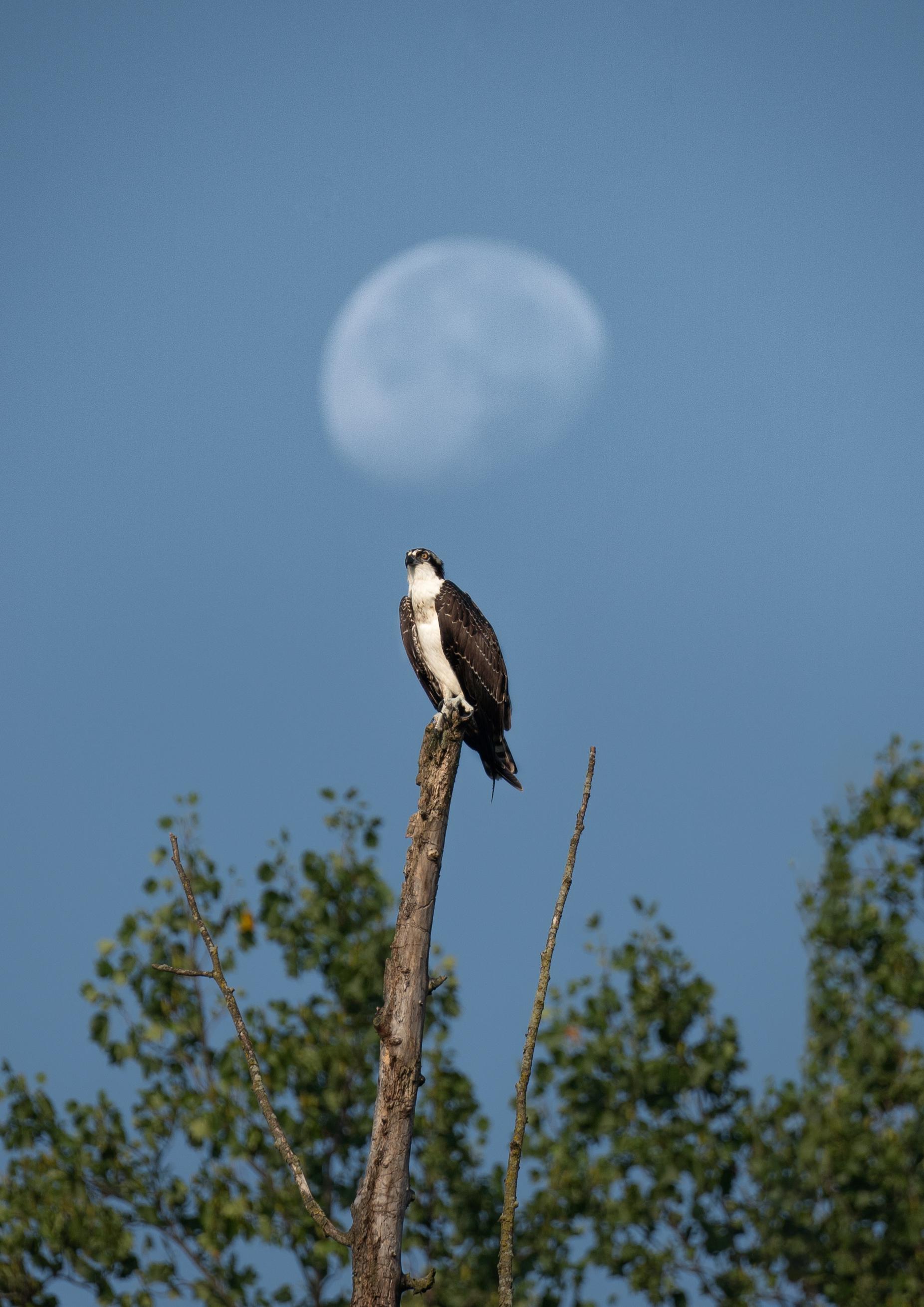Osprey under the moon | Delaware | Scrolller