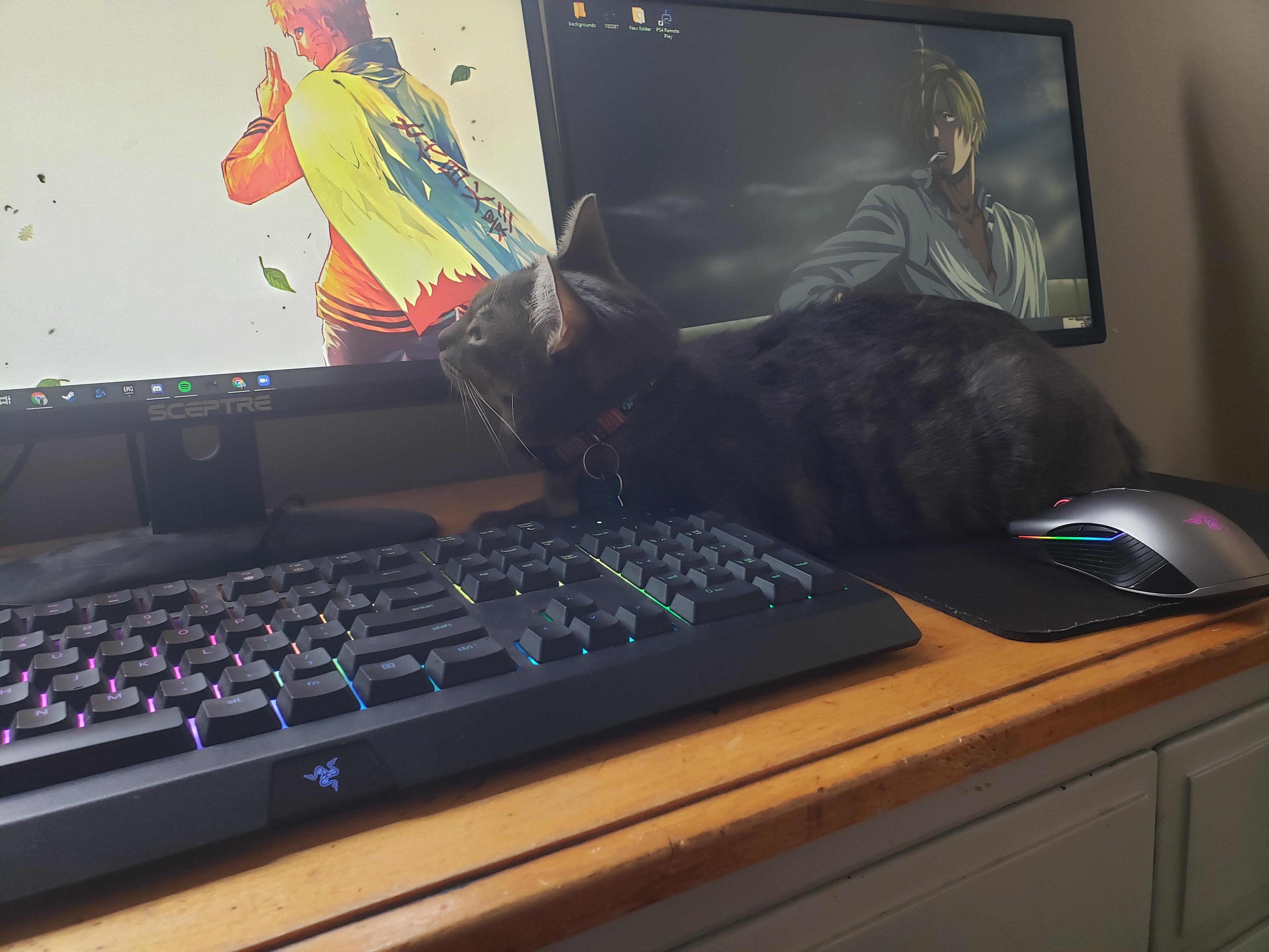 oswald likes the razer mouse and keyboard | Scrolller