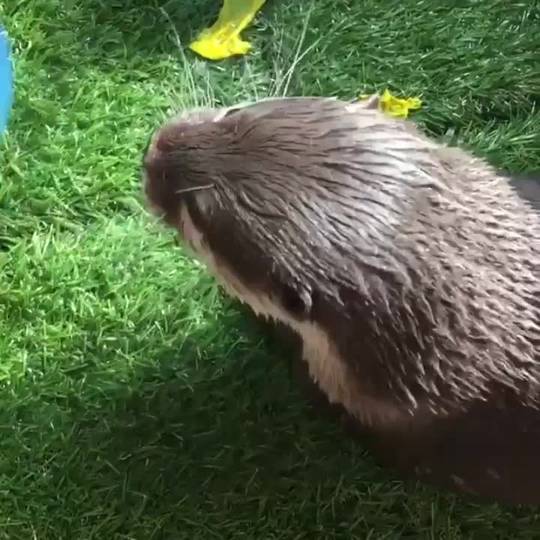 Otter and Water balloons | Scrolller