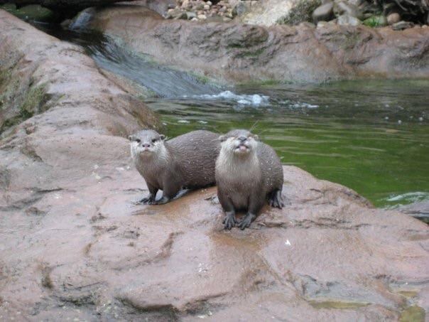 Otter blup | Scrolller