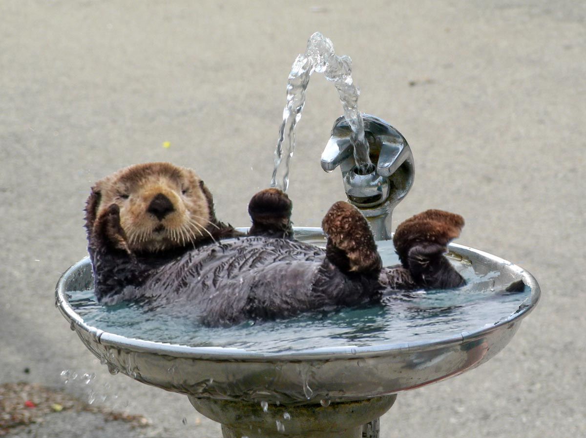 Otter fountain | Scrolller