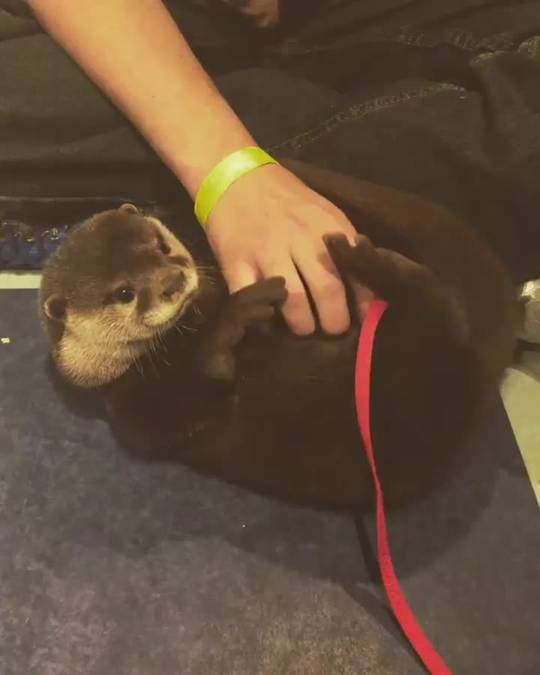 Otter gets belly scratches | Scrolller