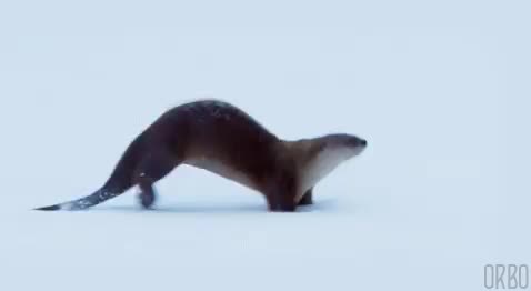 Otter Slide [L] | Scrolller