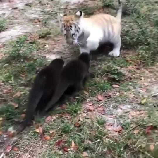 Otters make a friend | Scrolller