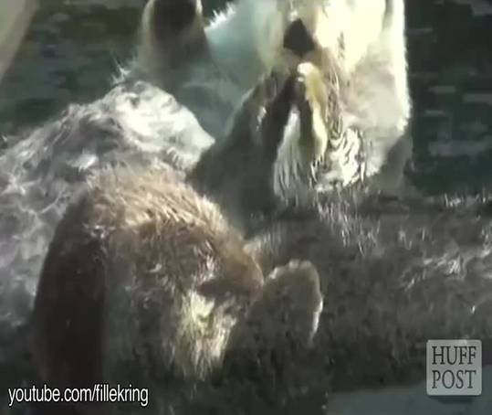 Otters otterly in love | Scrolller