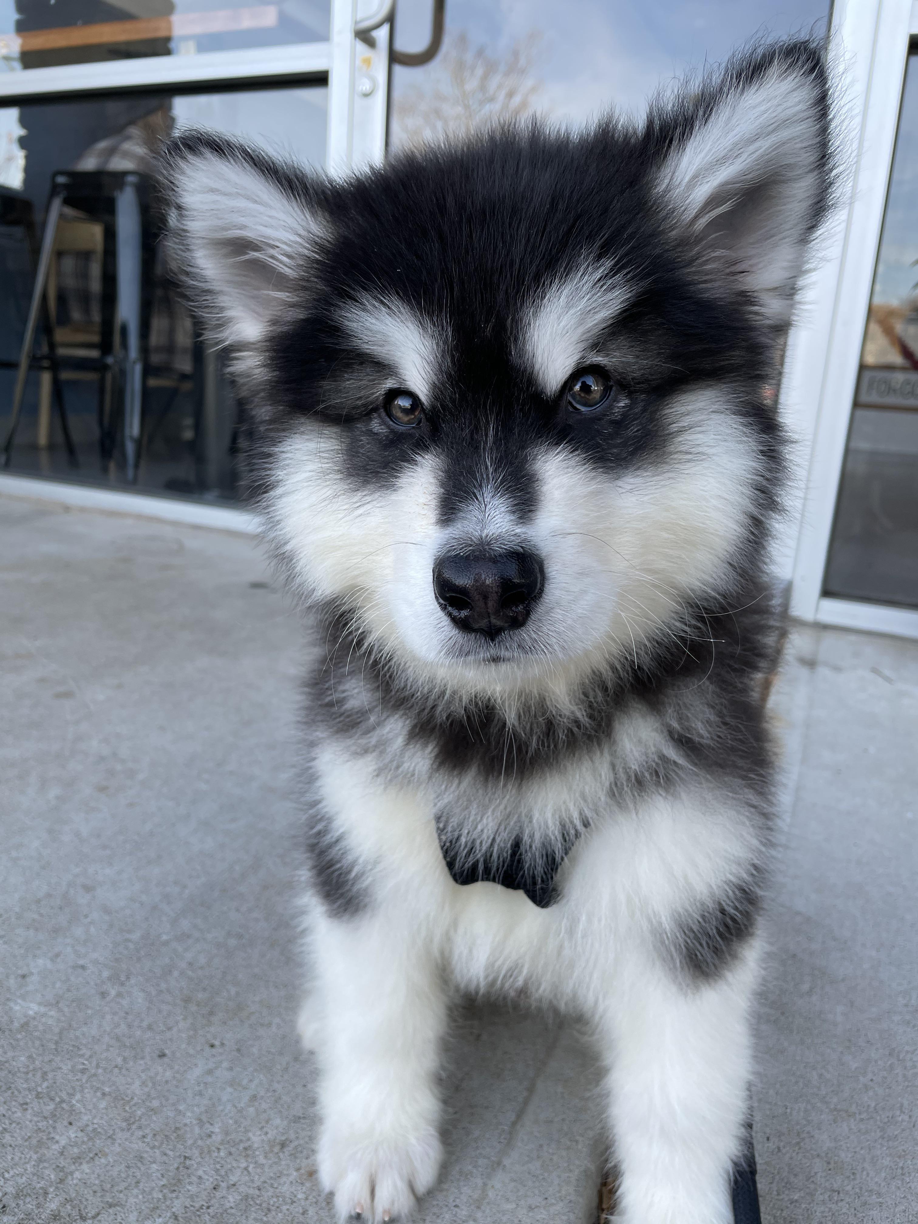 Our 10 week old being the goodest boy! | Scrolller