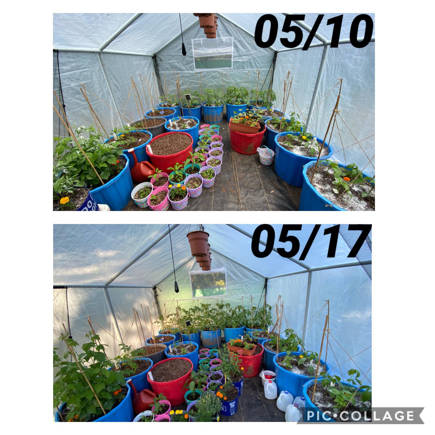 Our 10by10 “Victory Garden” greenhouse! | Scrolller