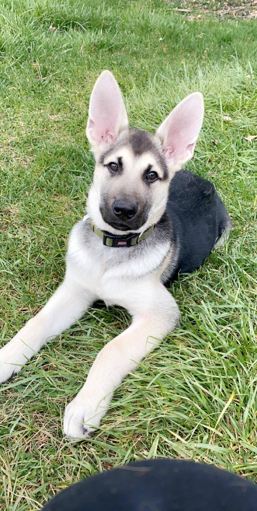 Our 13 week GSD. Nothin but ears. And trouble. | Scrolller