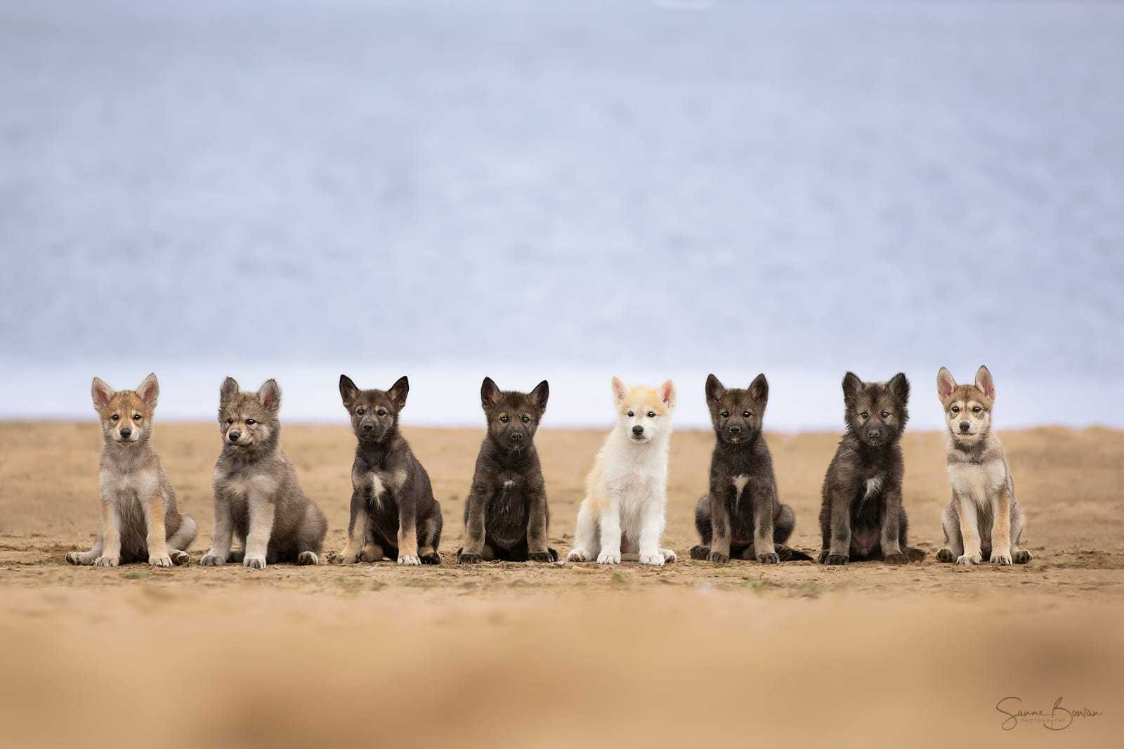 Our 8 Tamaskan puppies, 7 weeks old and photographed on the beach. | Scrolller