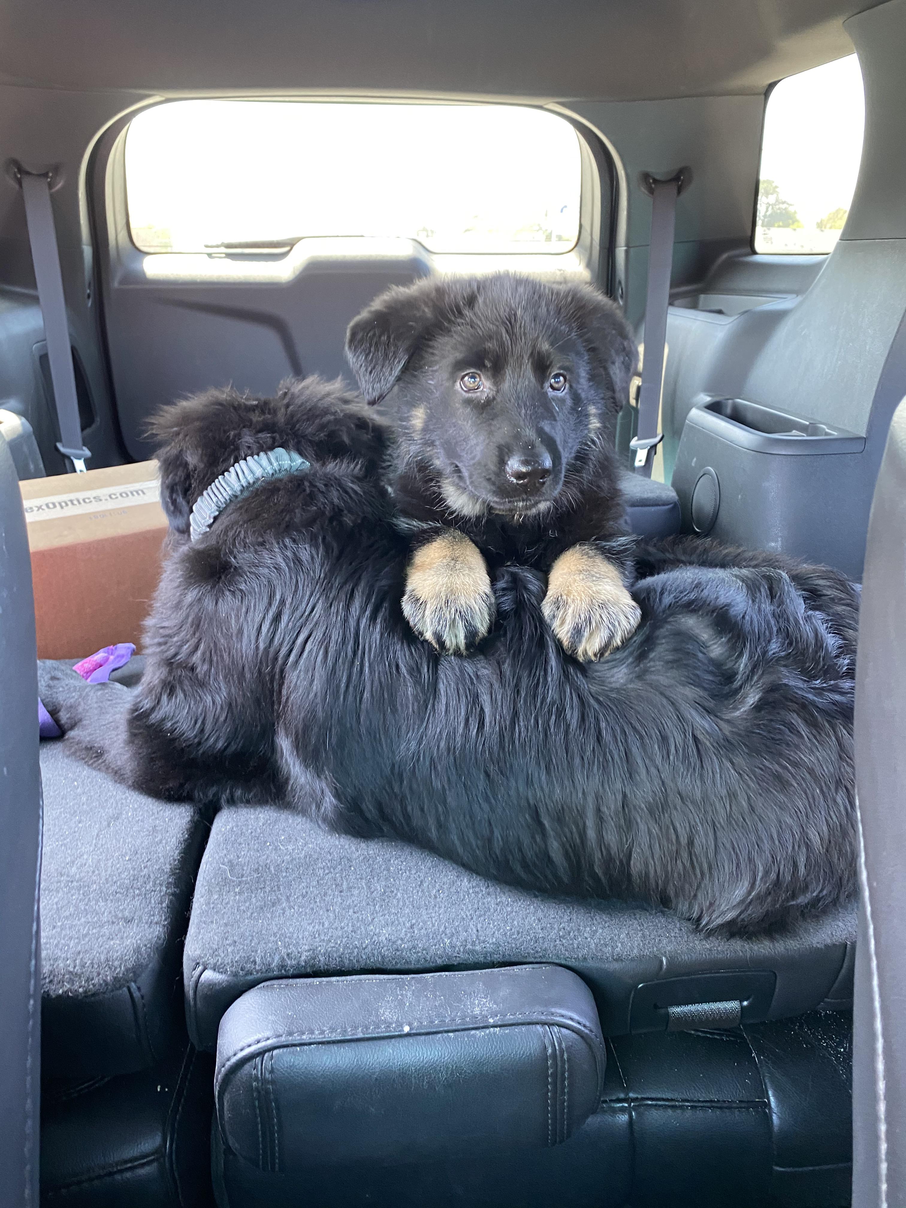 Our 9 week old GSD! | Scrolller