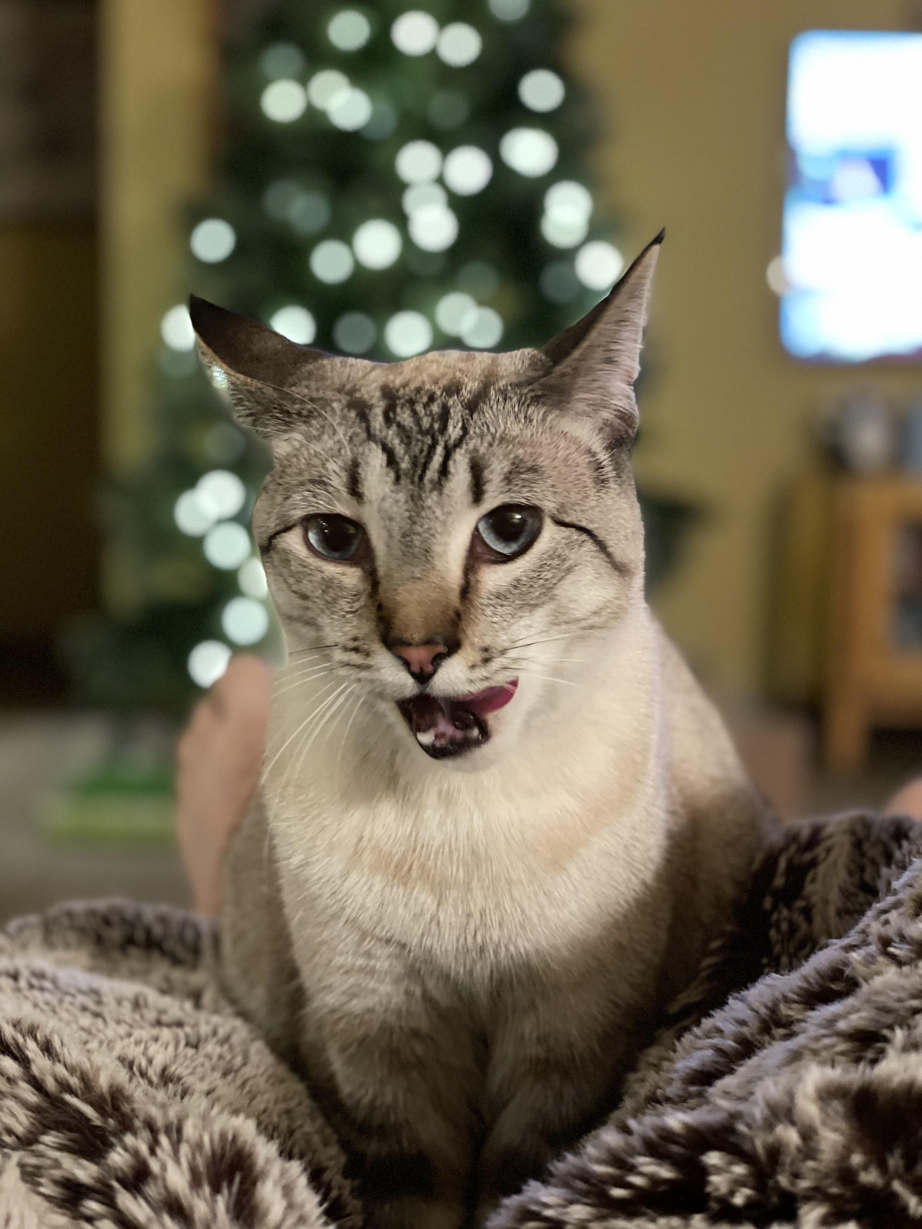 Discover more like AnimalsBeingDerps: Our beautiful derp, Mia and Related Content | Scrolller