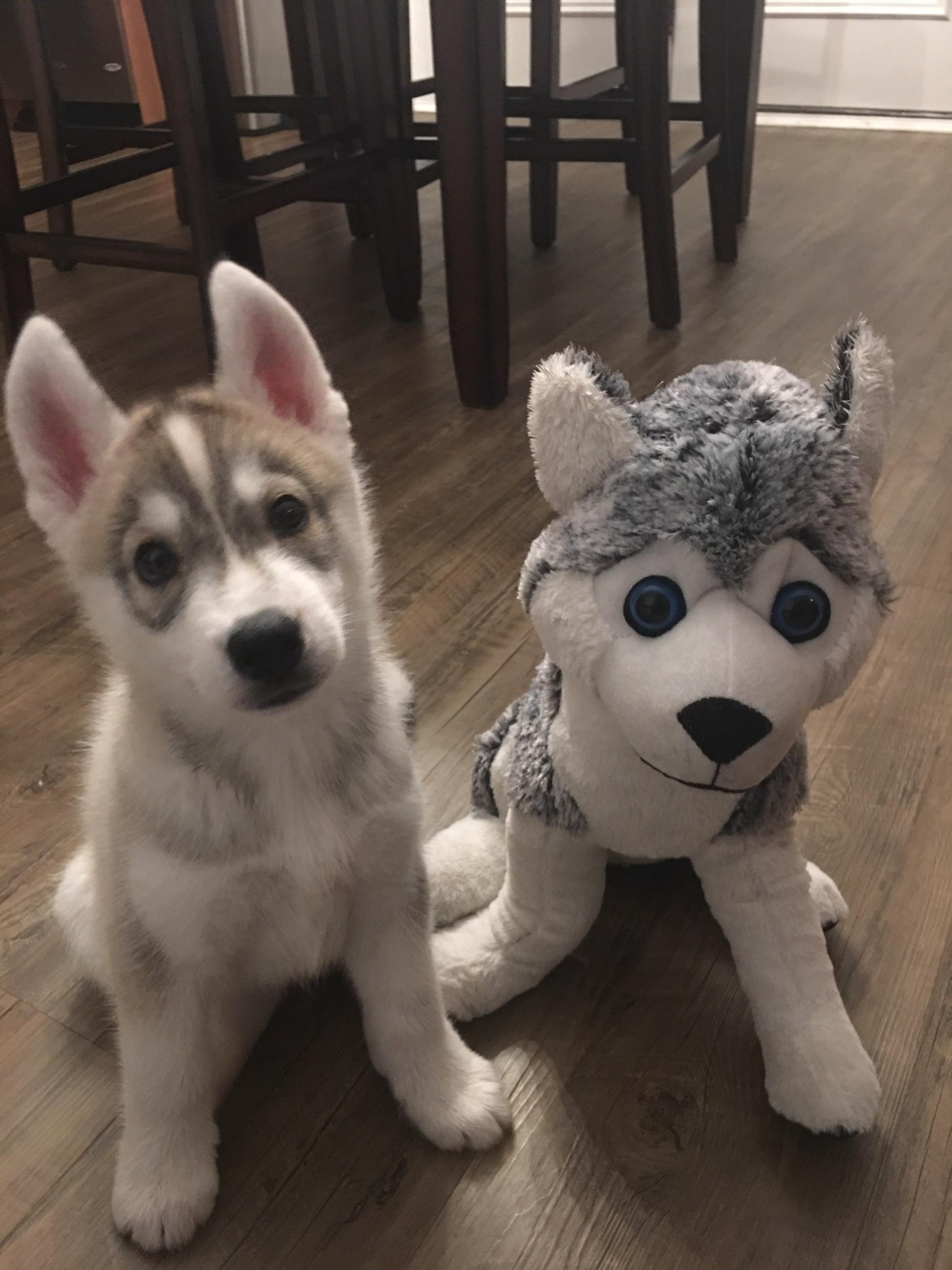 Our boy and his husky | Scrolller