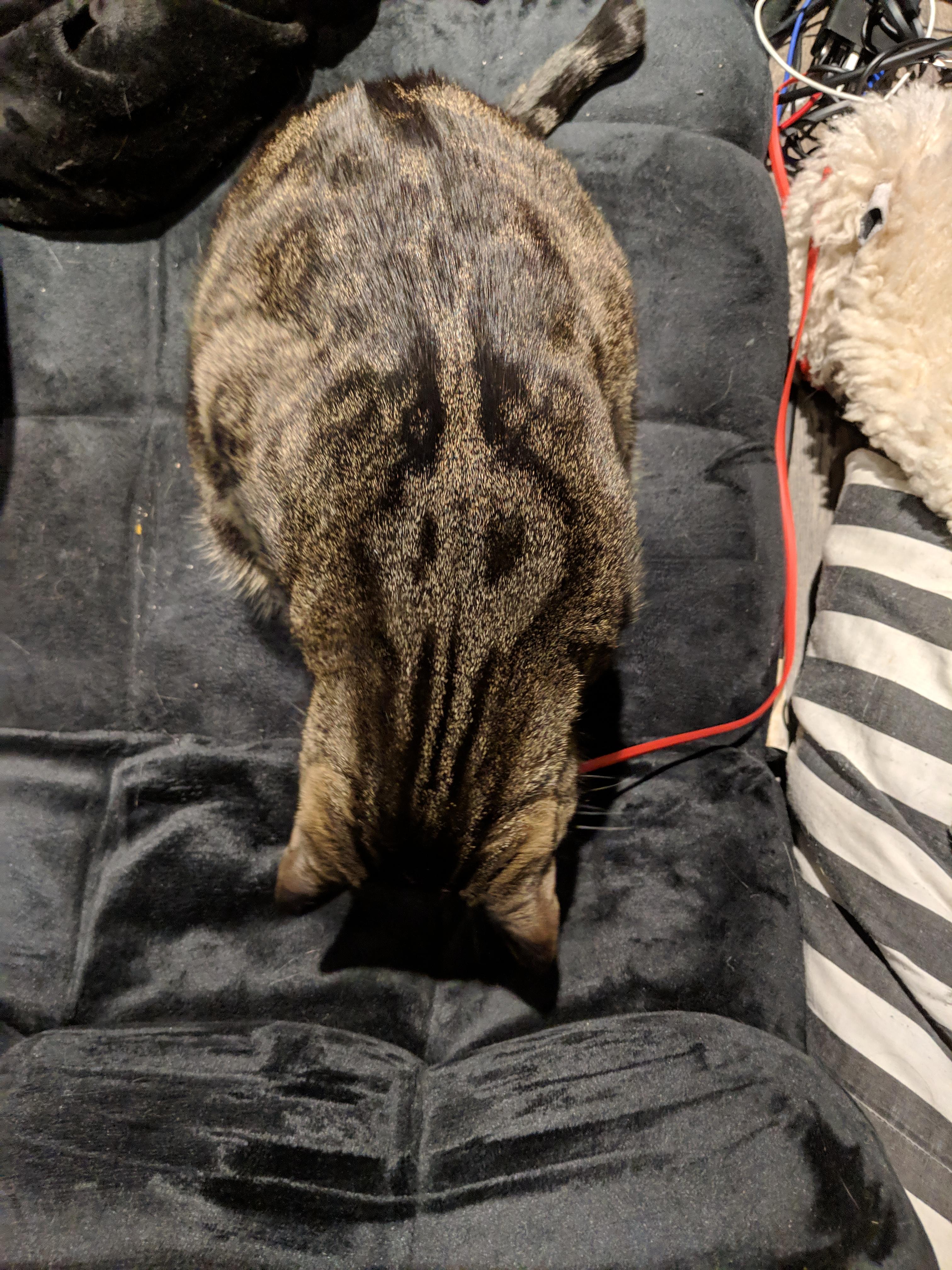 Our cat Stubby, AKA Death the Cat