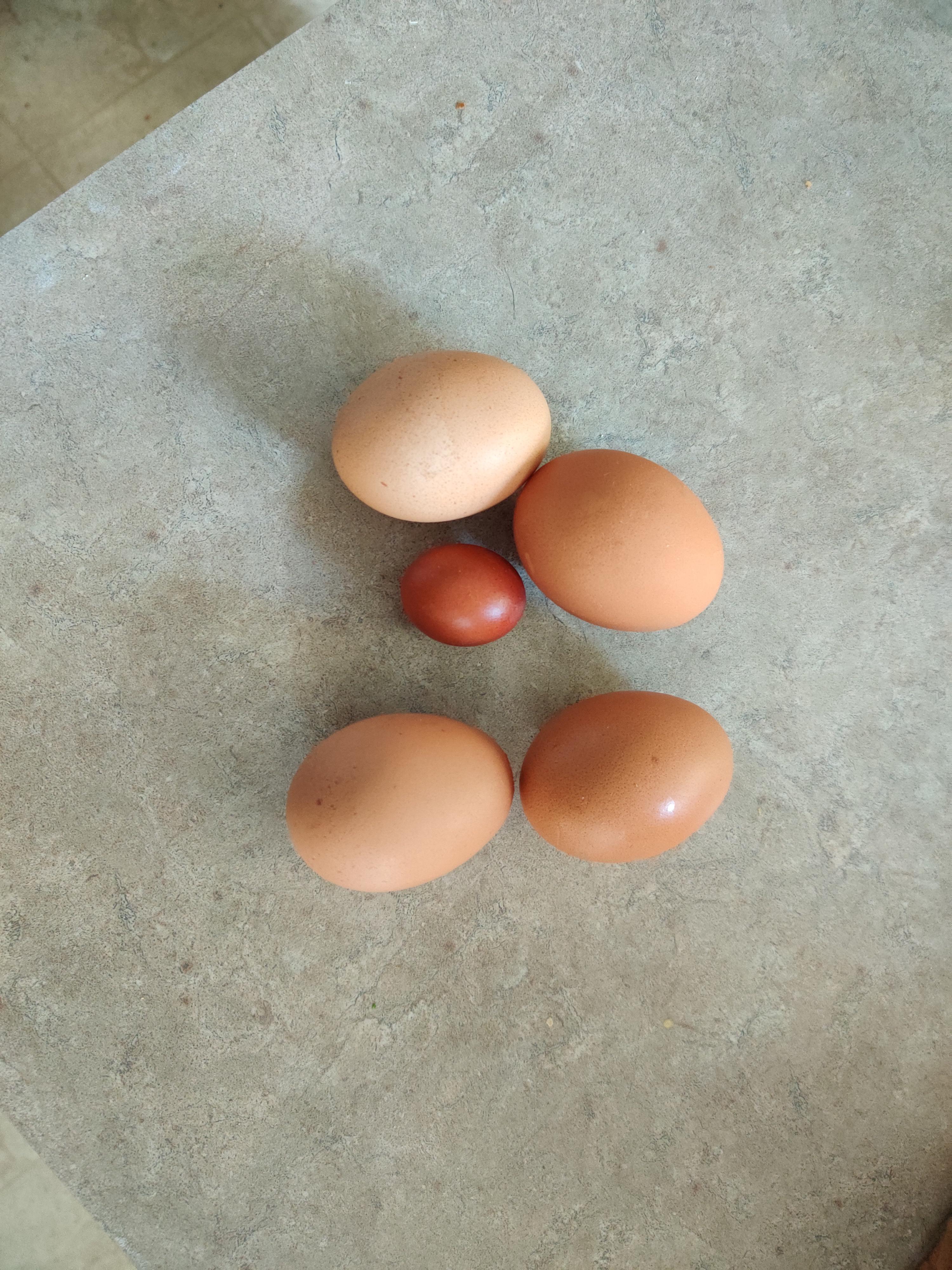 Our chickens laid a tiny egg | Scrolller