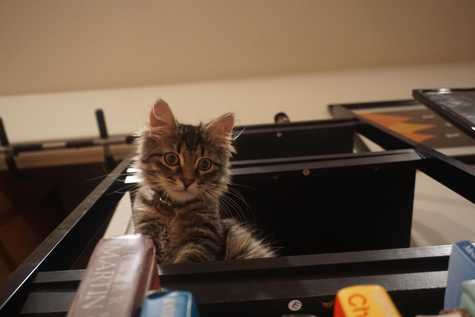 Our curious cat Indy | Scrolller