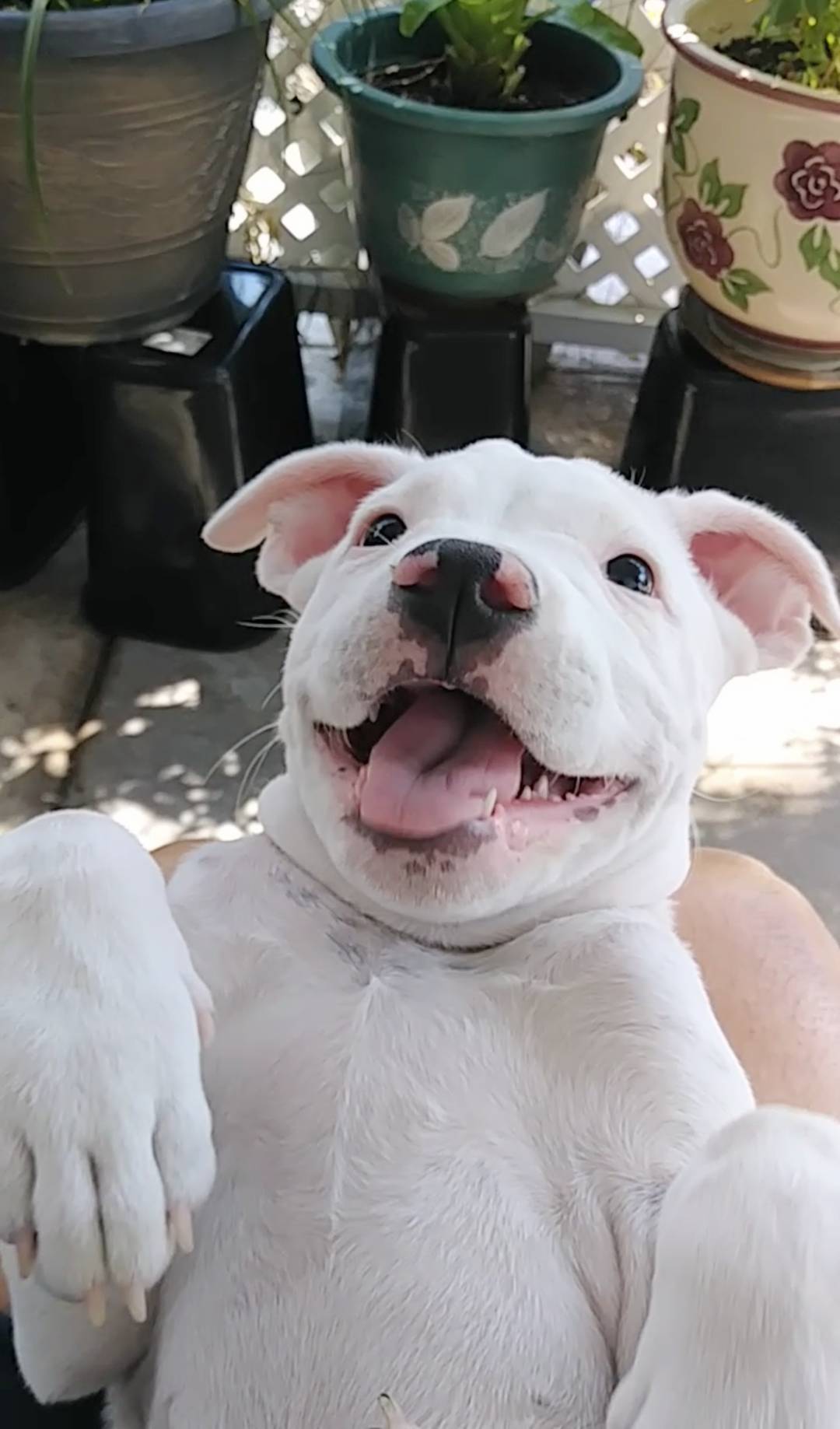 Our Entry for : Bully Smile Sunday | Scrolller