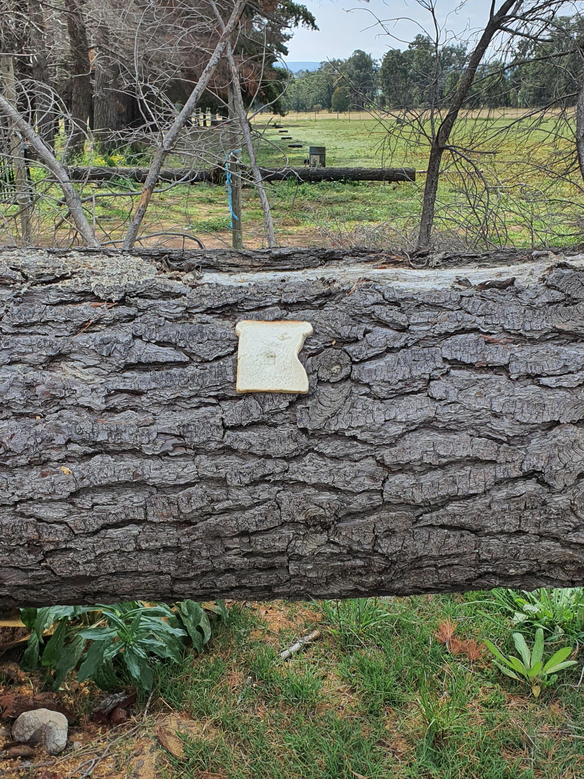 Our fallen trees need to eat too. | Scrolller