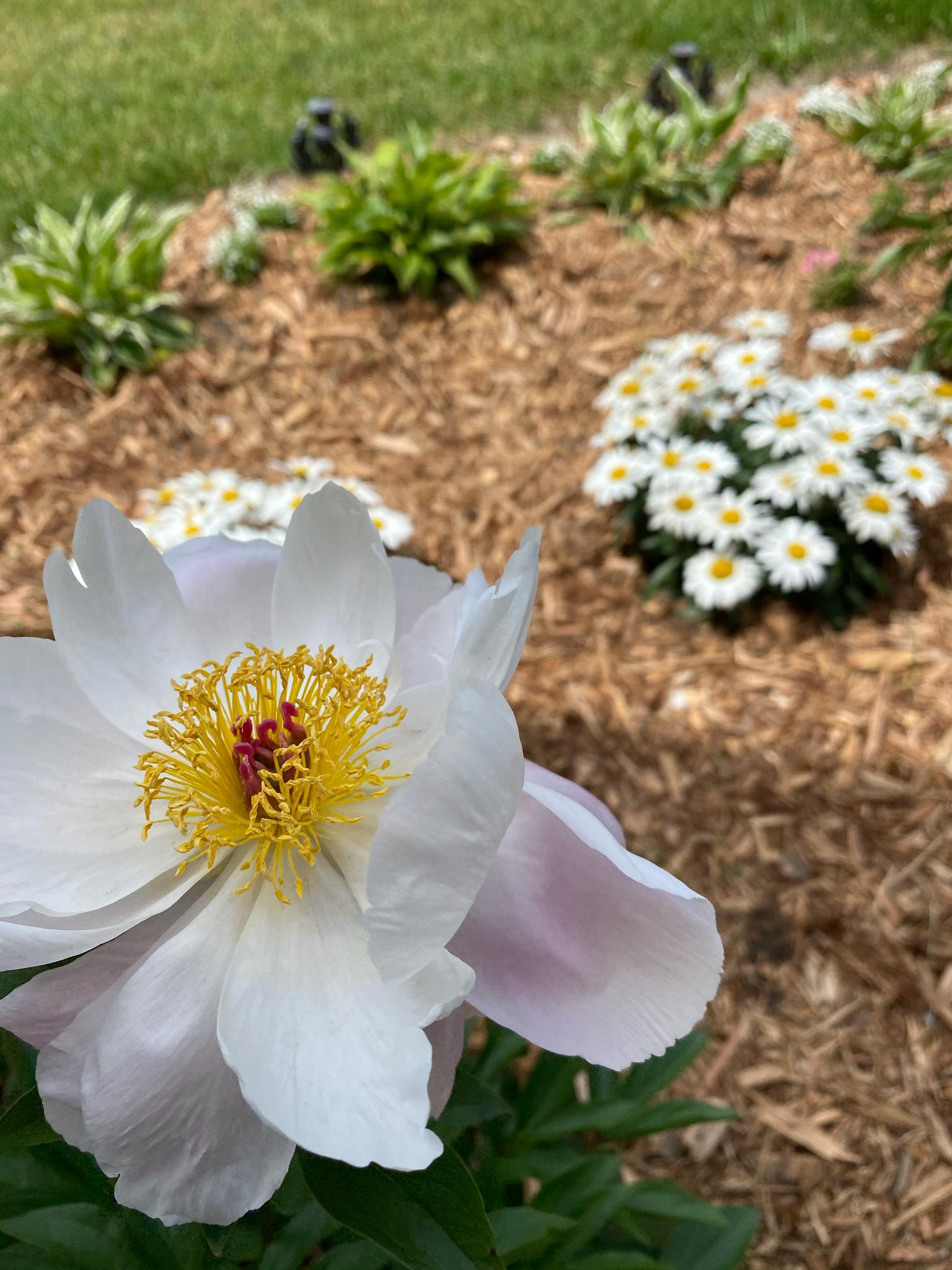 Our first bloom! | Scrolller