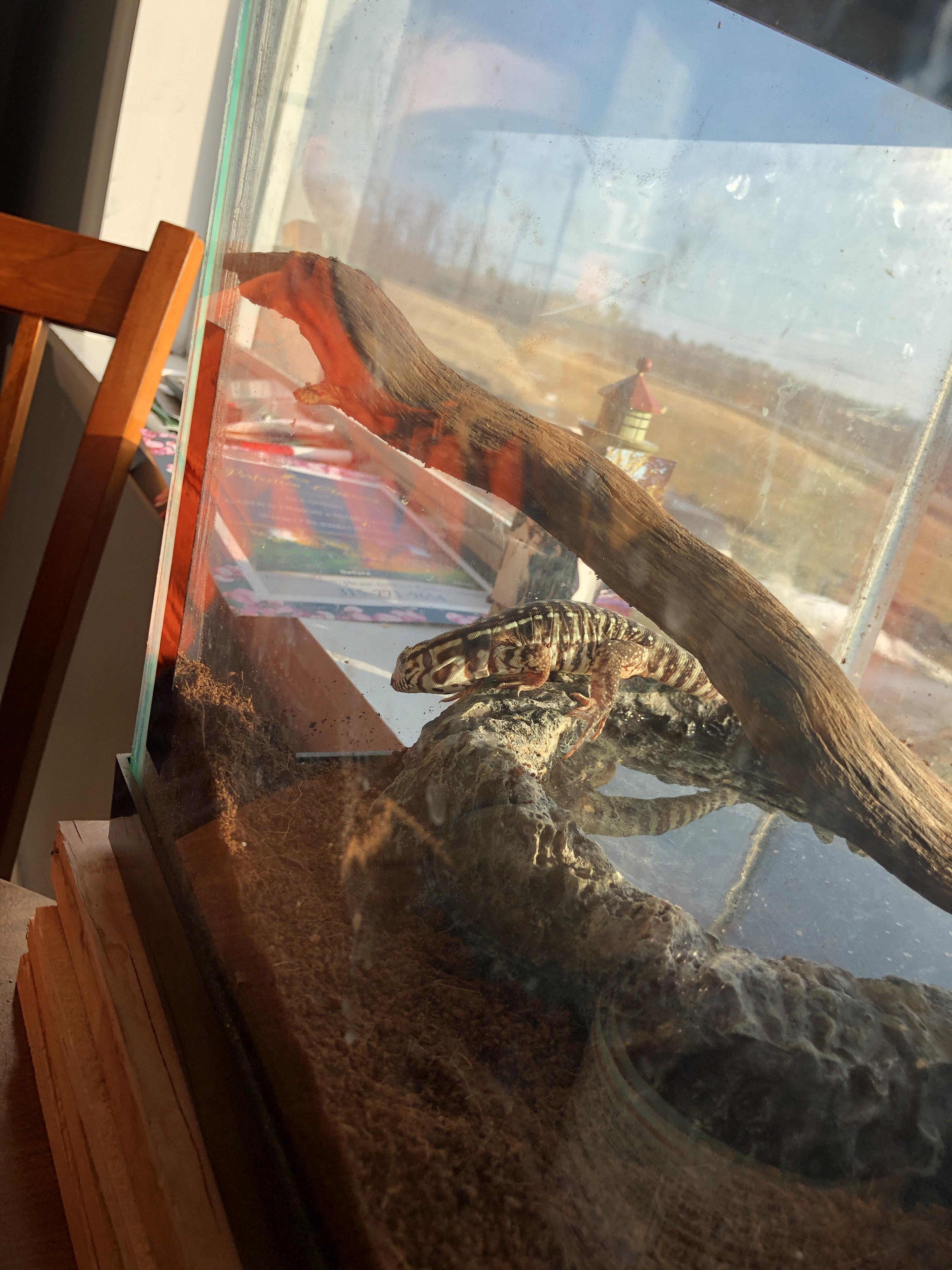 Our first Tegu! | Scrolller