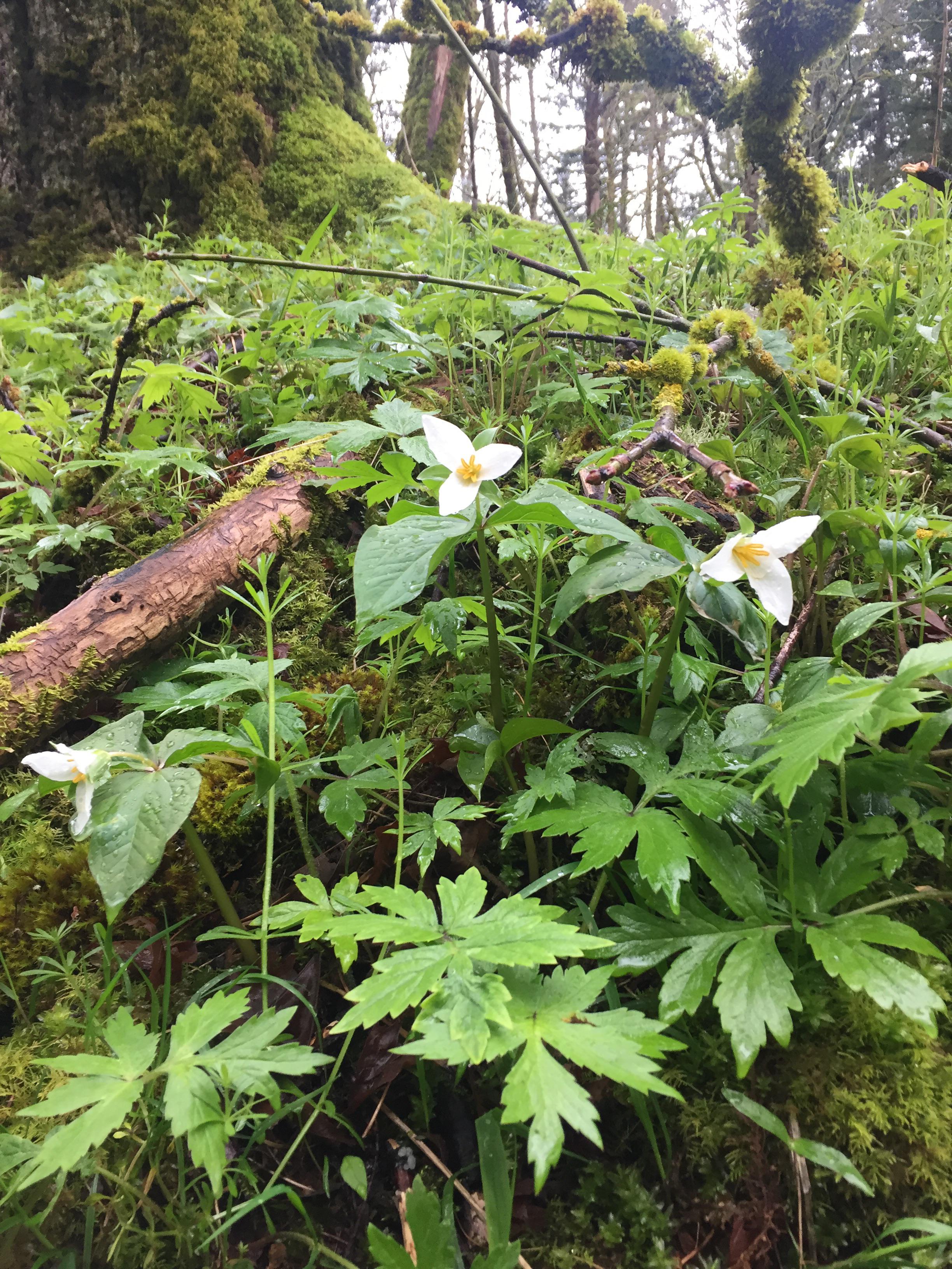 Our first wild trilliums this year! (WA State) | Scrolller