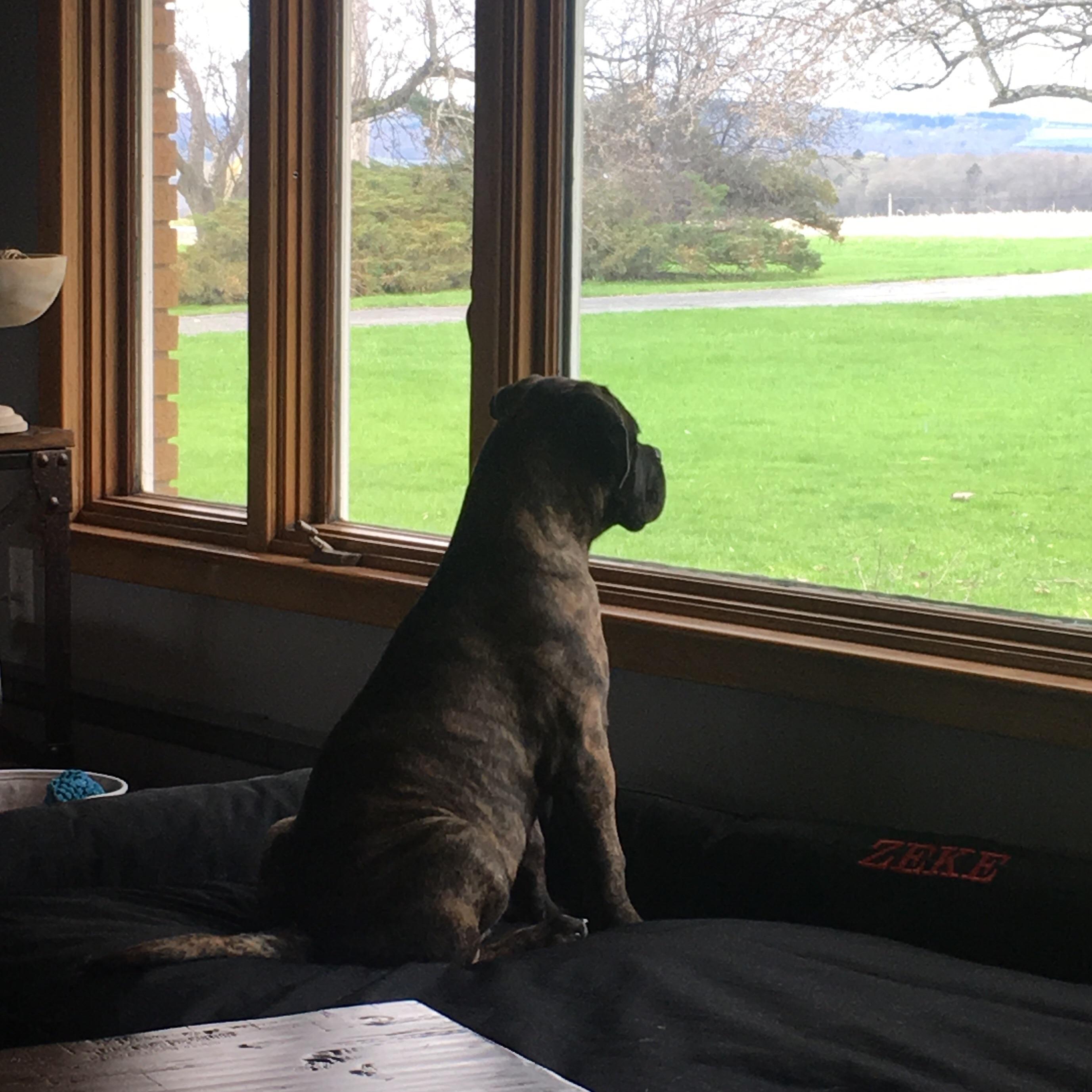 Our growing guard dog recently realized he can see out the front window | Scrolller
