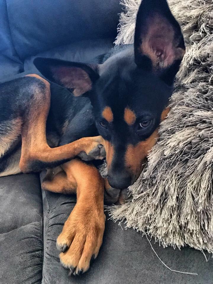 Our Kelpie Ripley | Scrolller