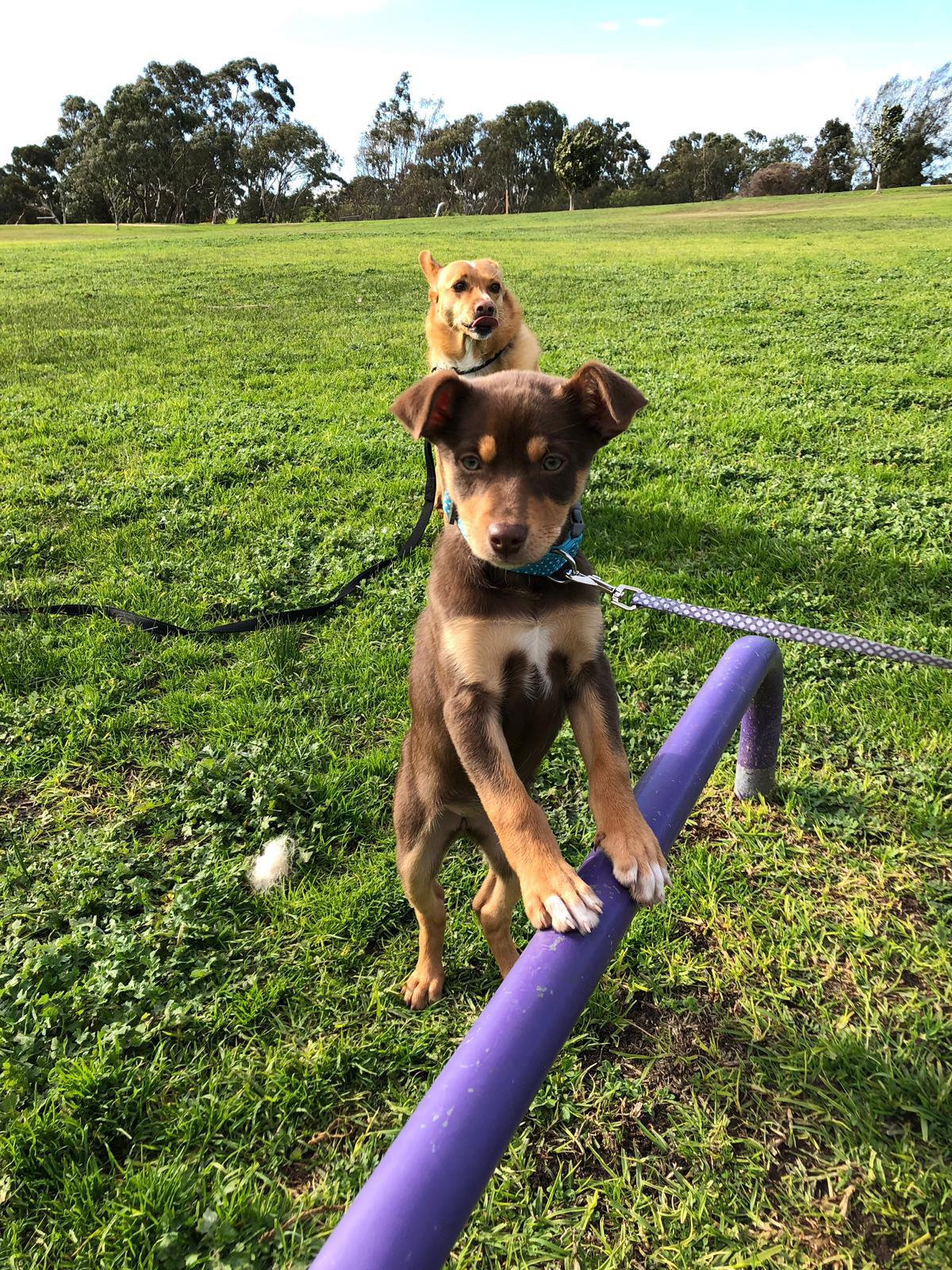Our Kelpies Layla and Chevy (the tongue guy) | Scrolller