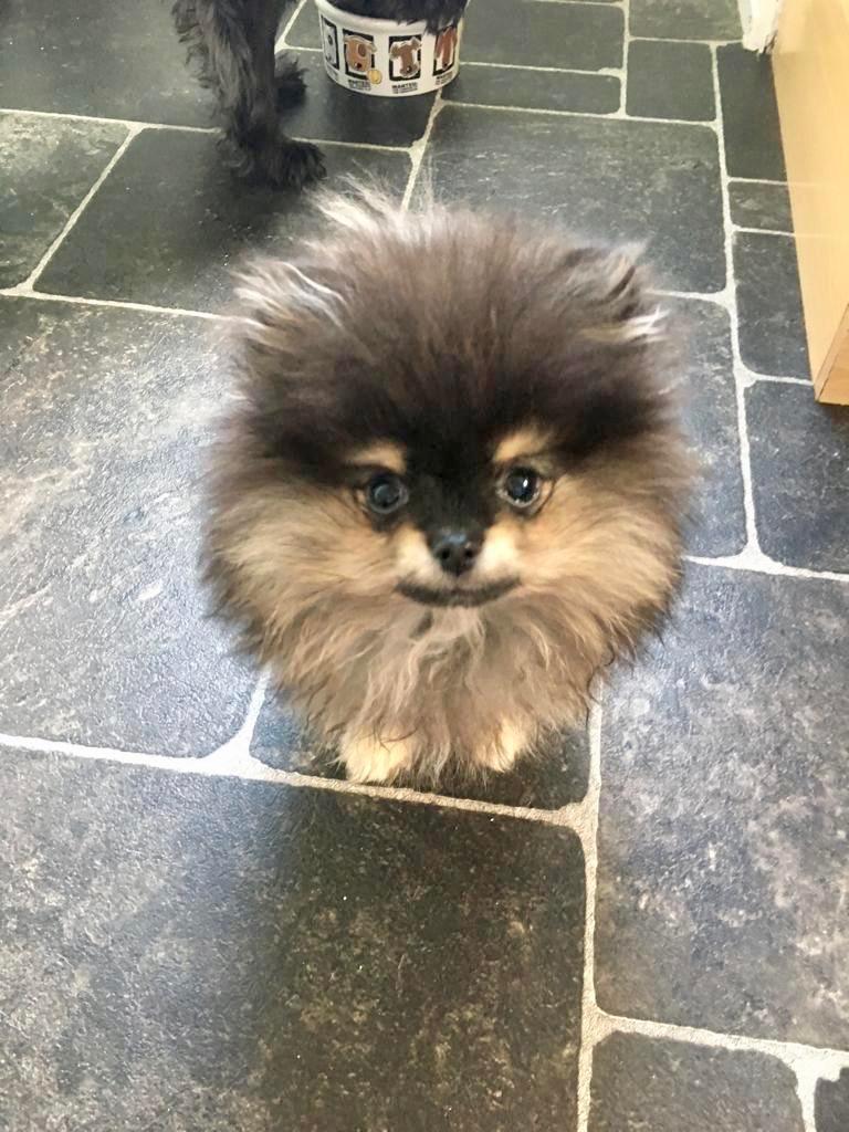 Our little fluff | Scrolller