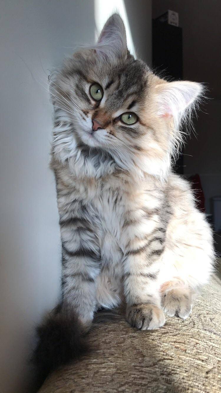 Our little Leia is 5 months old today! | Scrolller