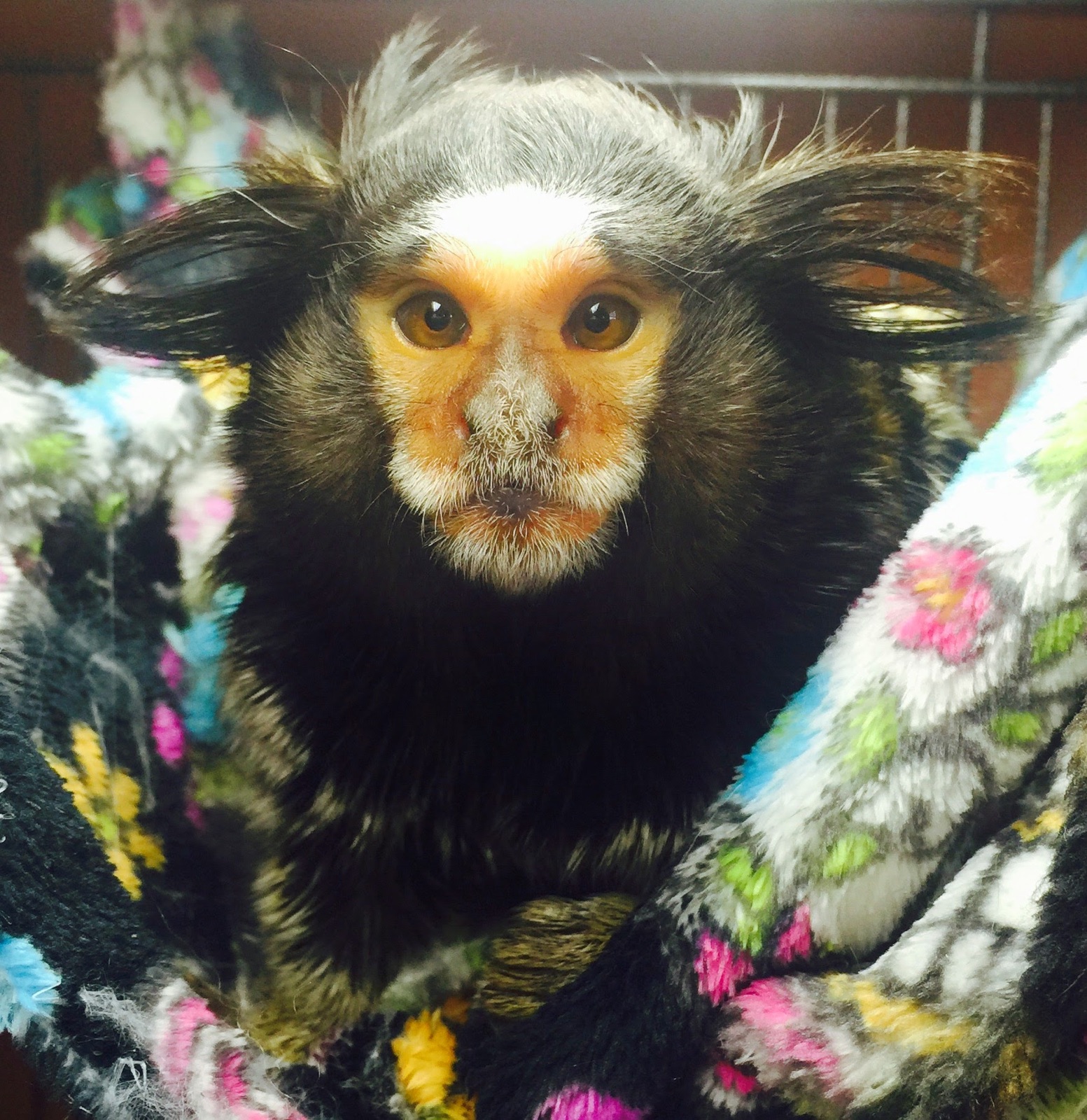 Our Marmoset Monkey Looking Beautiful | Scrolller
