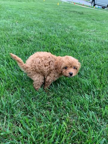 Our new 8 week old Cavapoo, Maisie, taking a crap on her first morning at her new home. | Scrolller