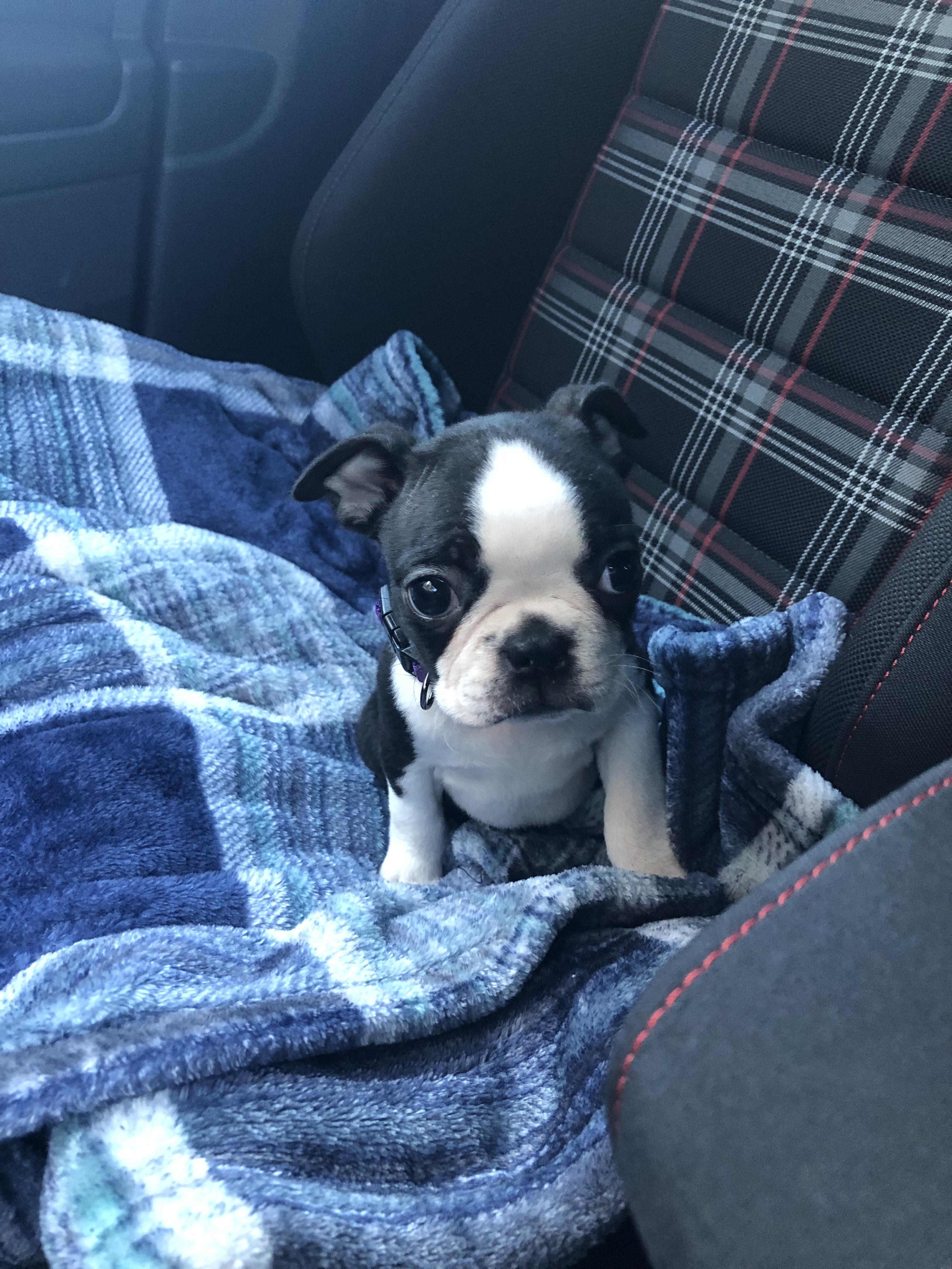 Our new baby bean is home | Scrolller