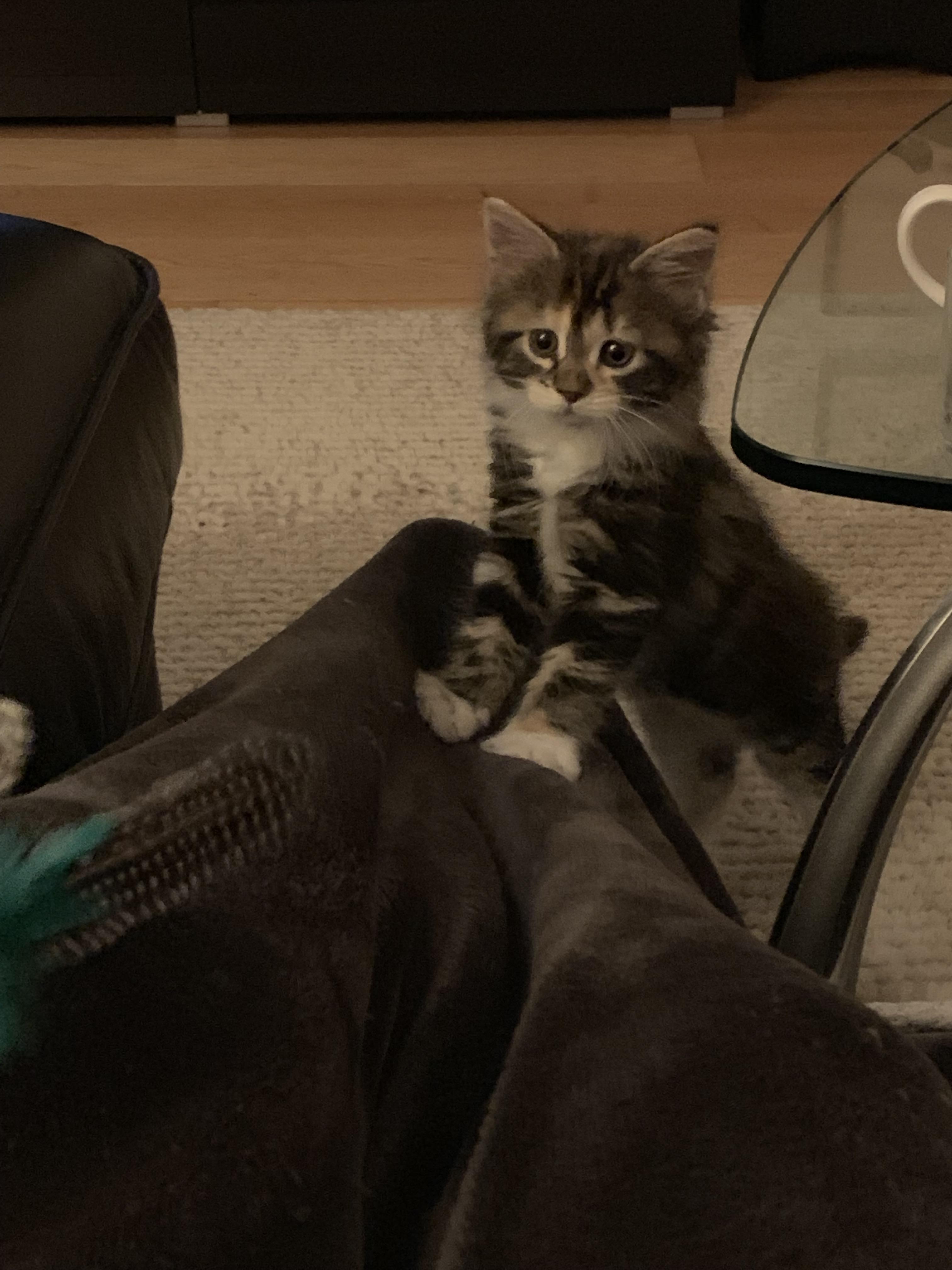 Our new Familymember ️ | Scrolller