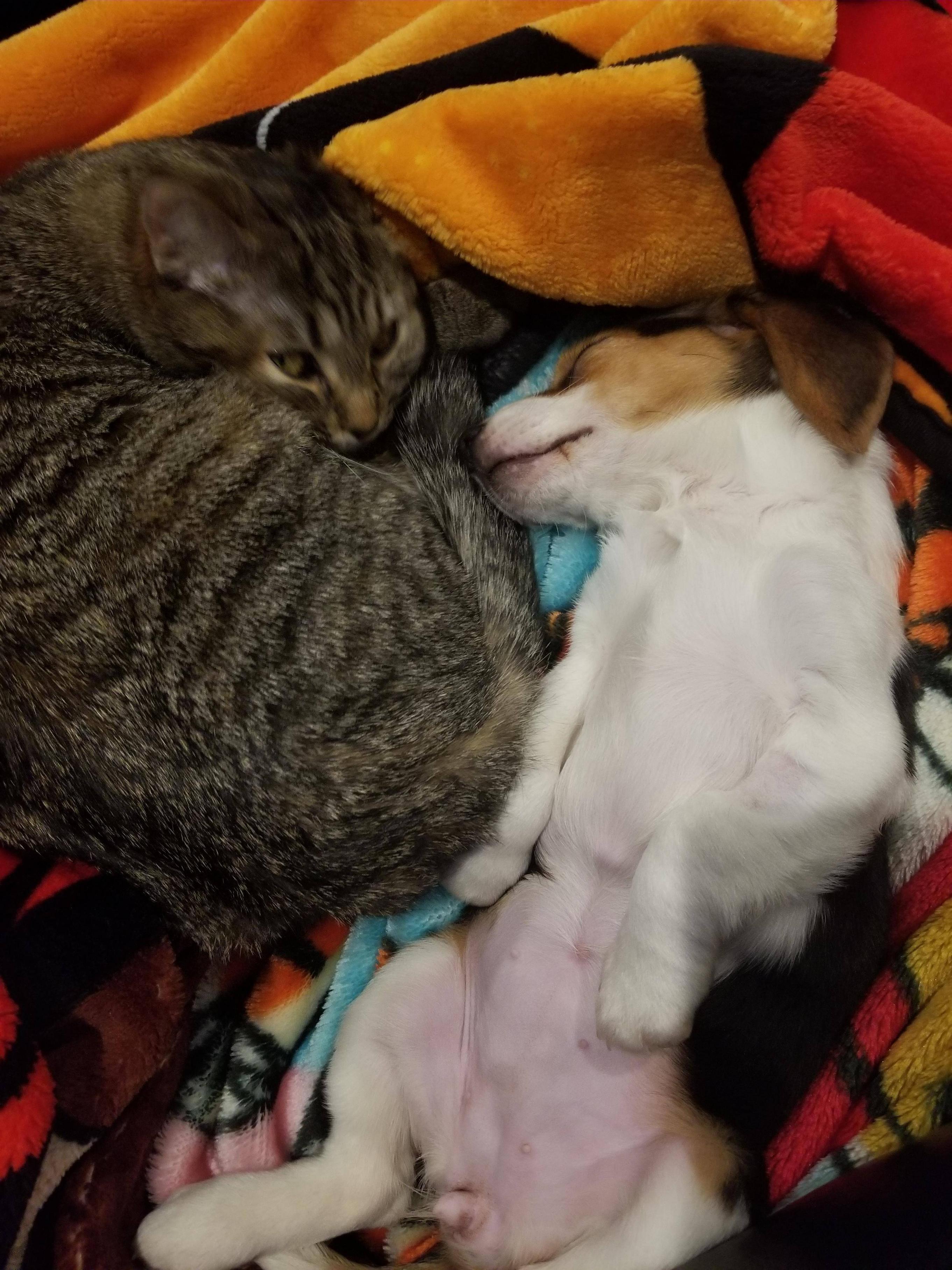 Our new girl is fitting in well. | Scrolller