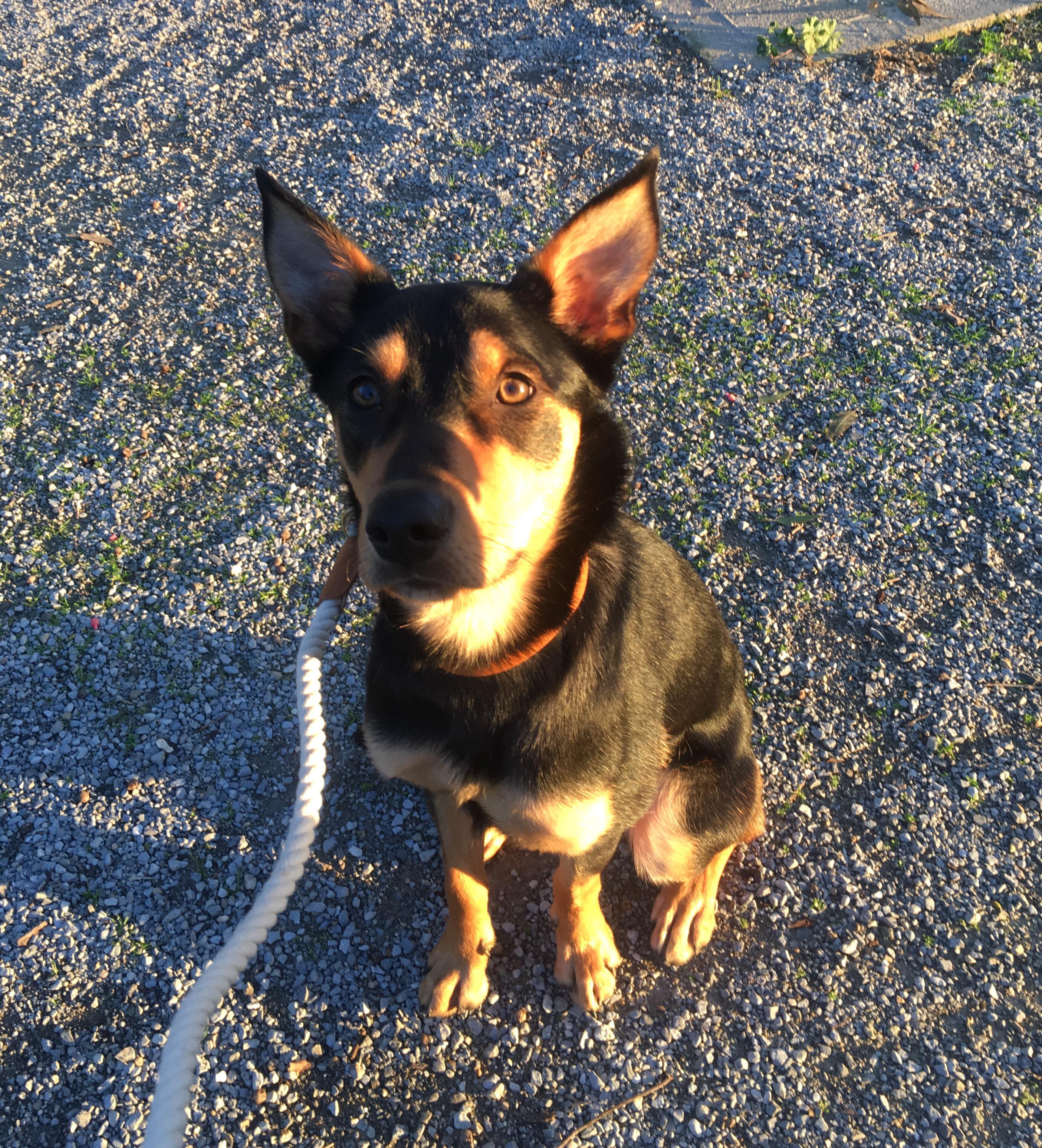 Our new Kelpie boy 💕 | Scrolller