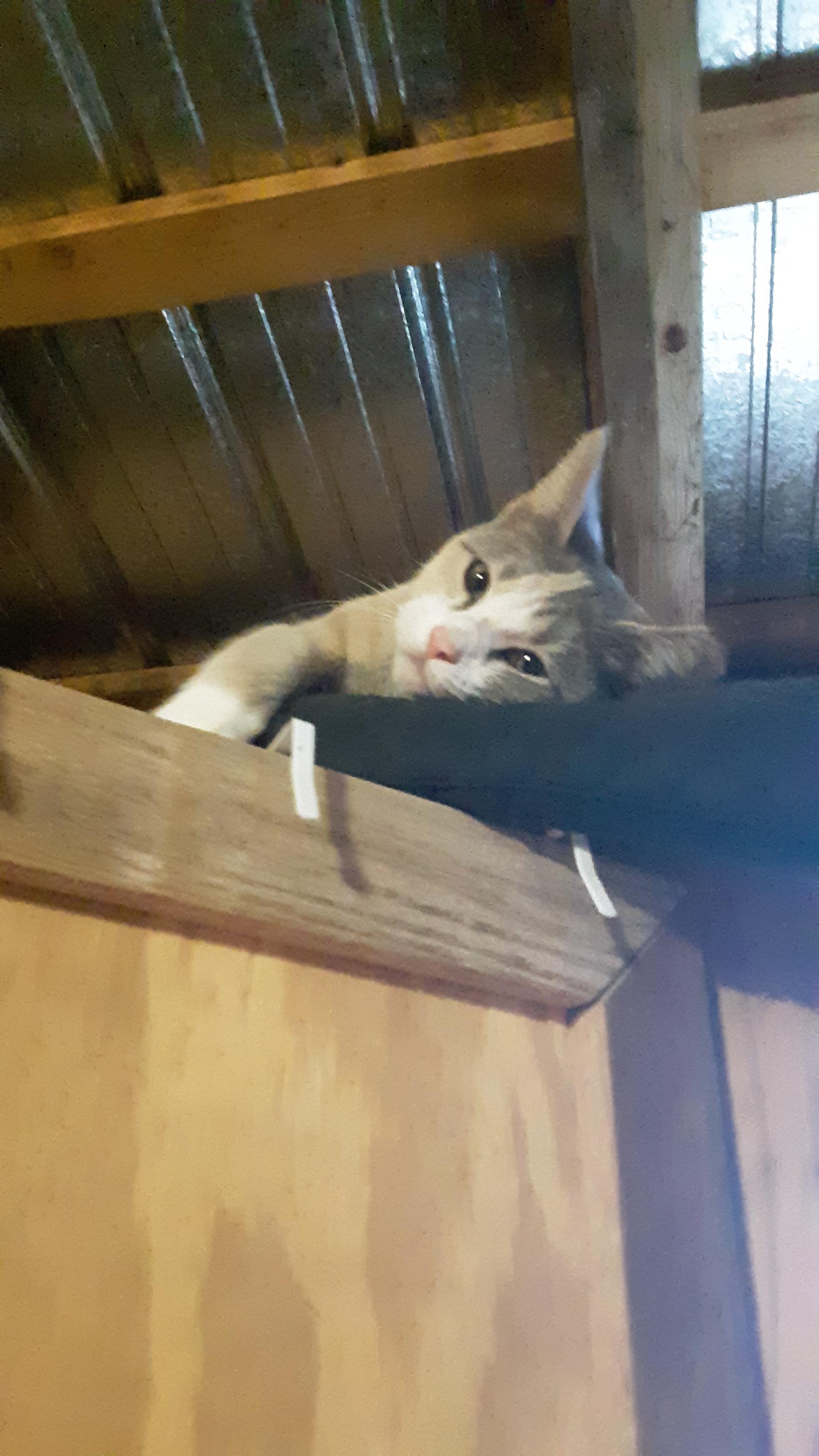 Our new little barn cat, Autumn | Scrolller