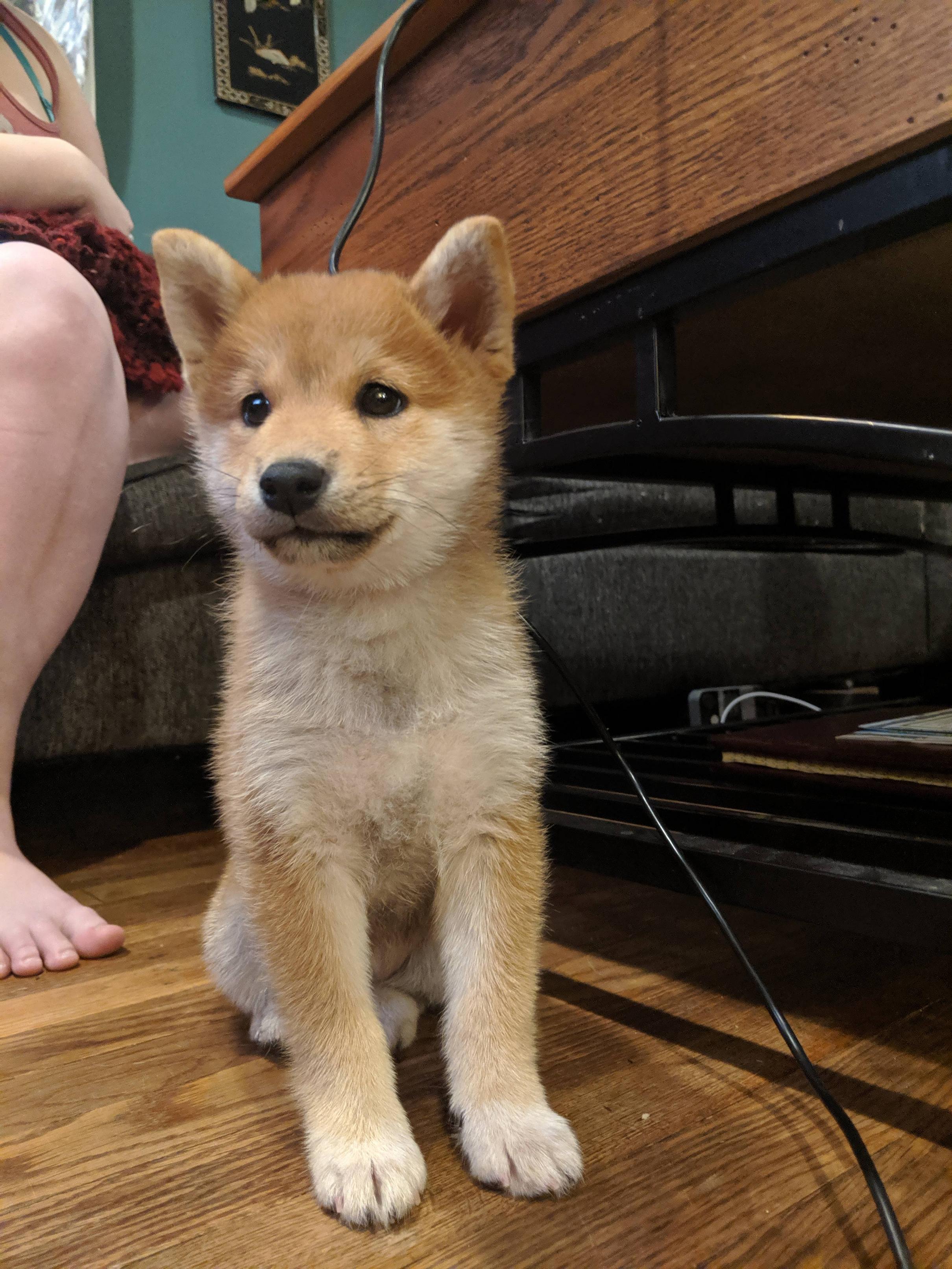 Our new pup Jasnah. | Scrolller