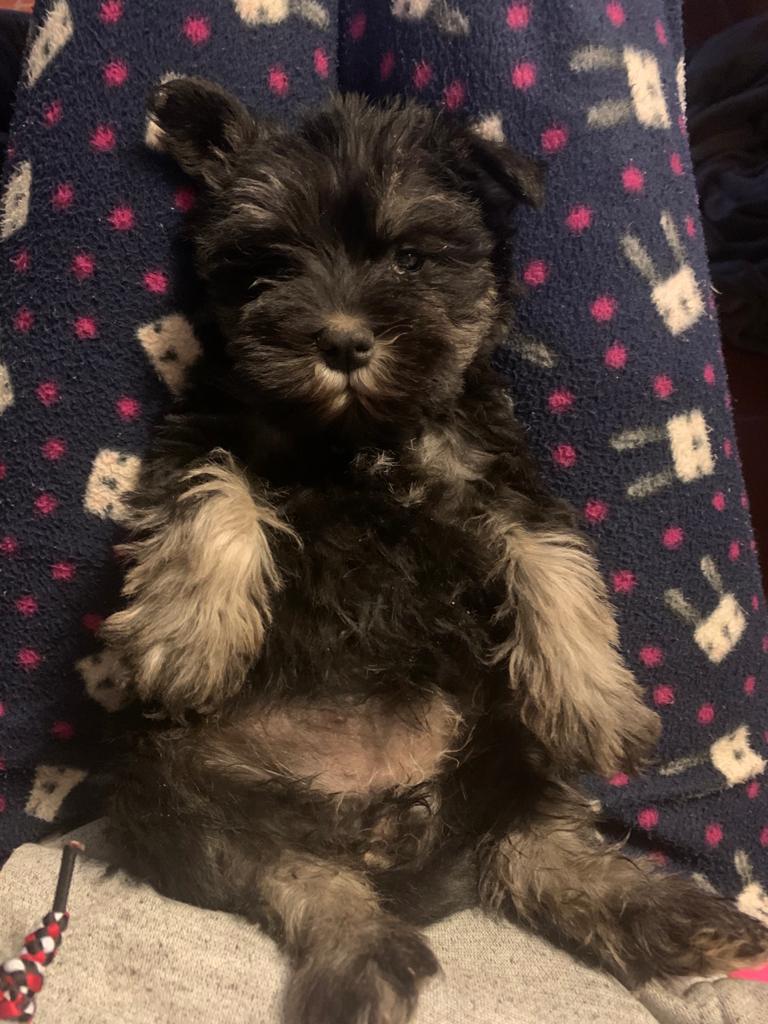Our new pupper being a teddy bear | Scrolller