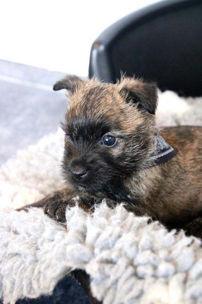 Our new puppy Hjalmer | Scrolller