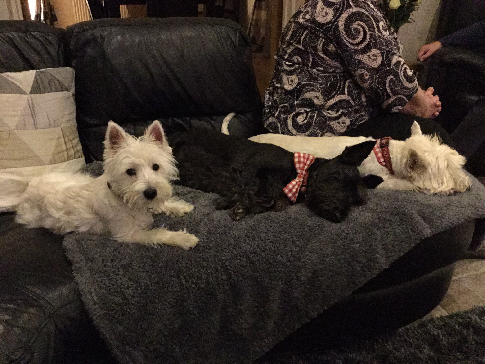 Our new puppy Ruby with her friends Poppy (Westie) and Bessie (Scotty) on the sofa. | Scrolller
